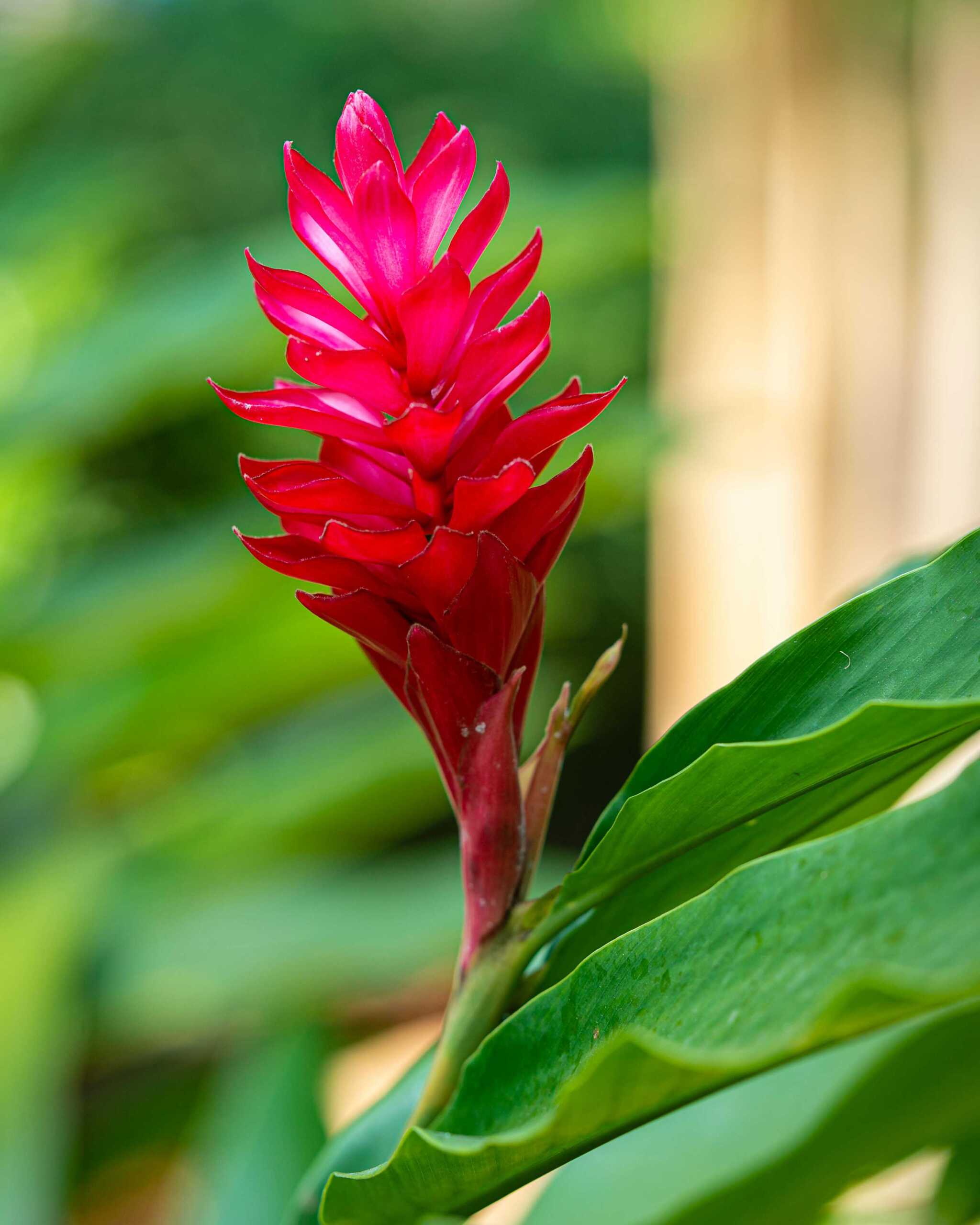 Red Ginger Alpinia | PlantVine