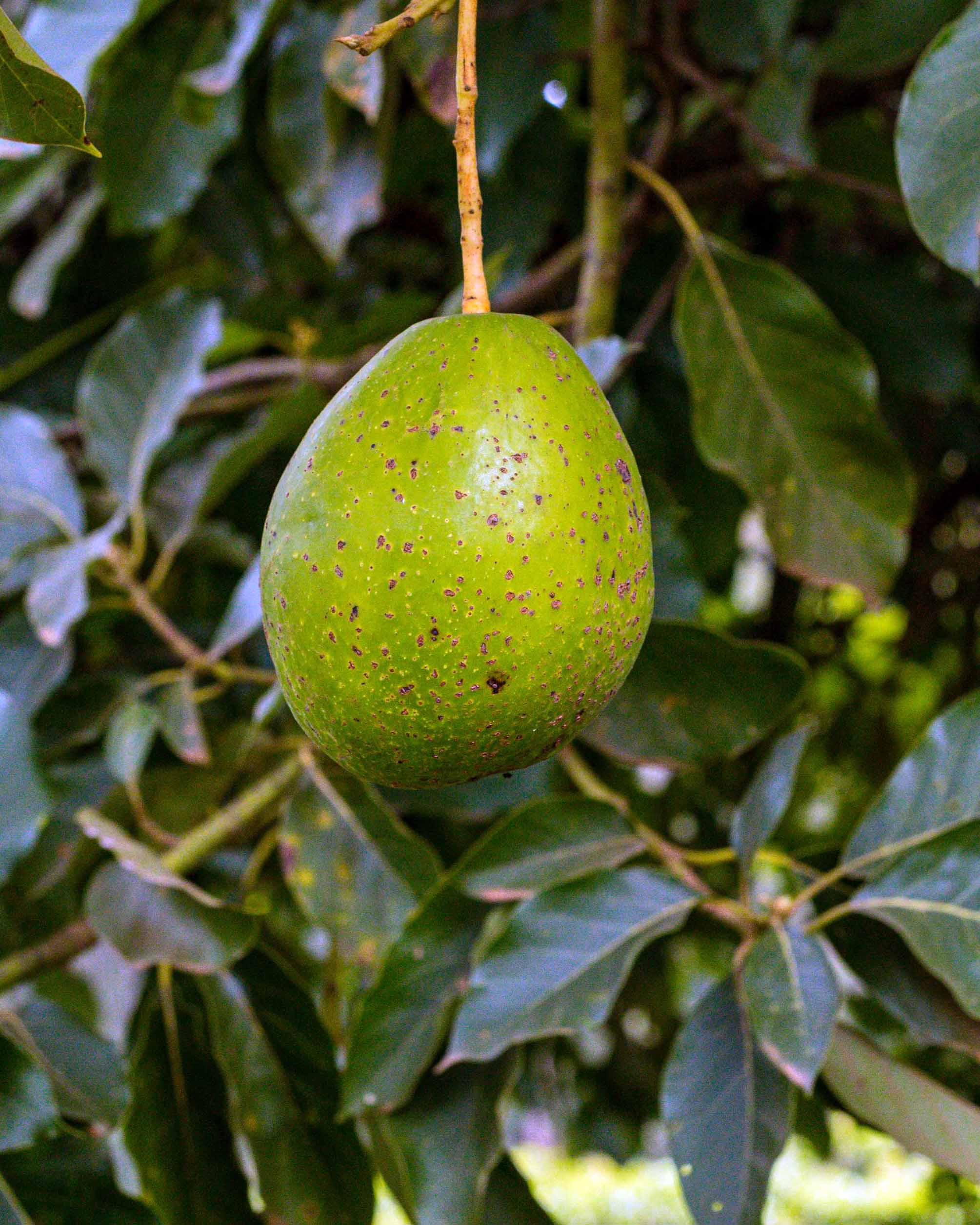 American Avocado Tree | PlantVine