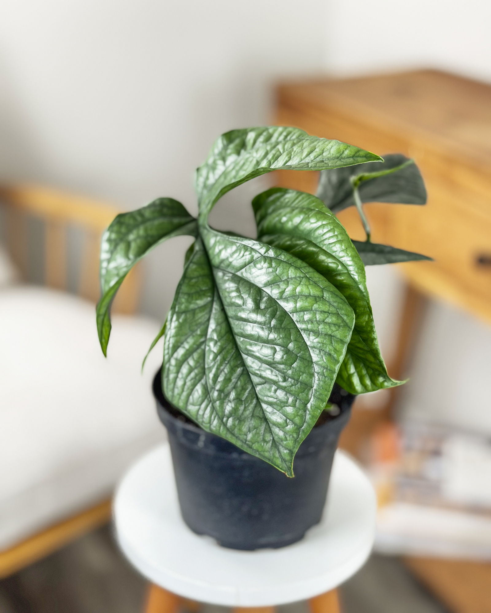 Spiderman Monstera | PlantVine