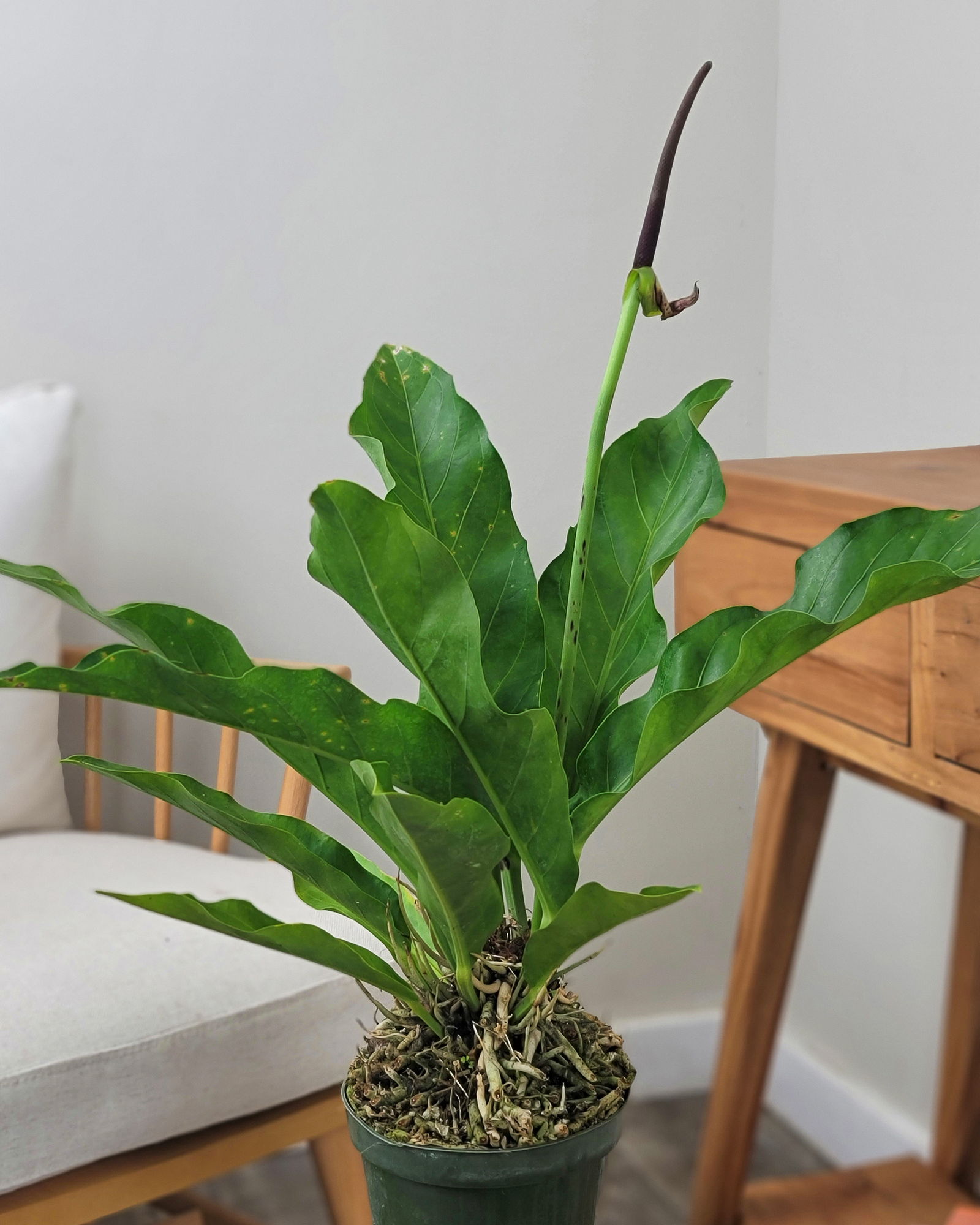 Hookeri Bird’s Nest Anthurium | PlantVine