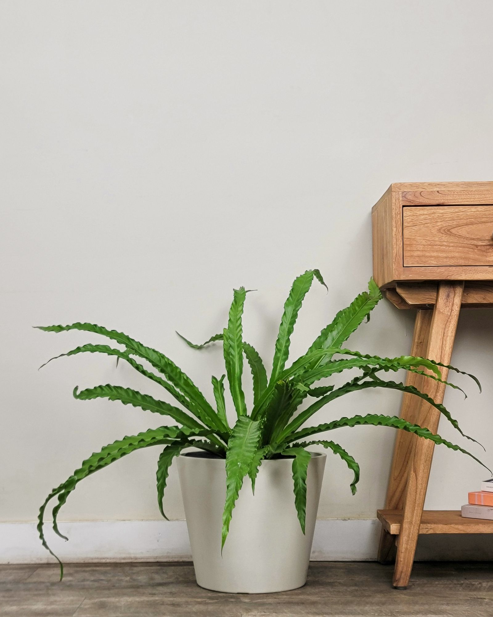 Best Plants for Dark Bathrooms | PlantVine