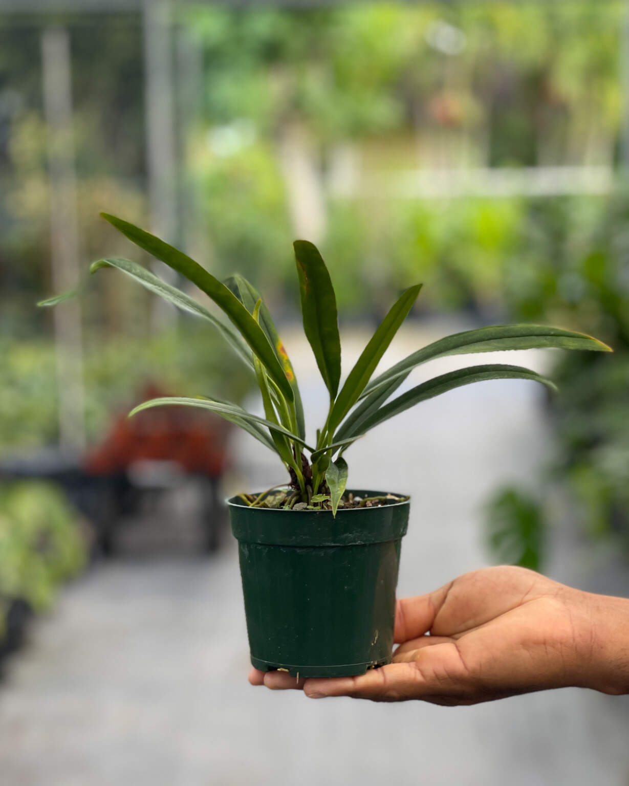 Anthurium Bakeri | PlantVine