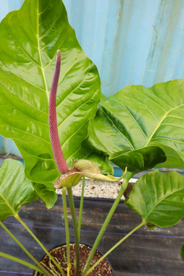 Anthurium ‘Big Splash’ | PlantVine
