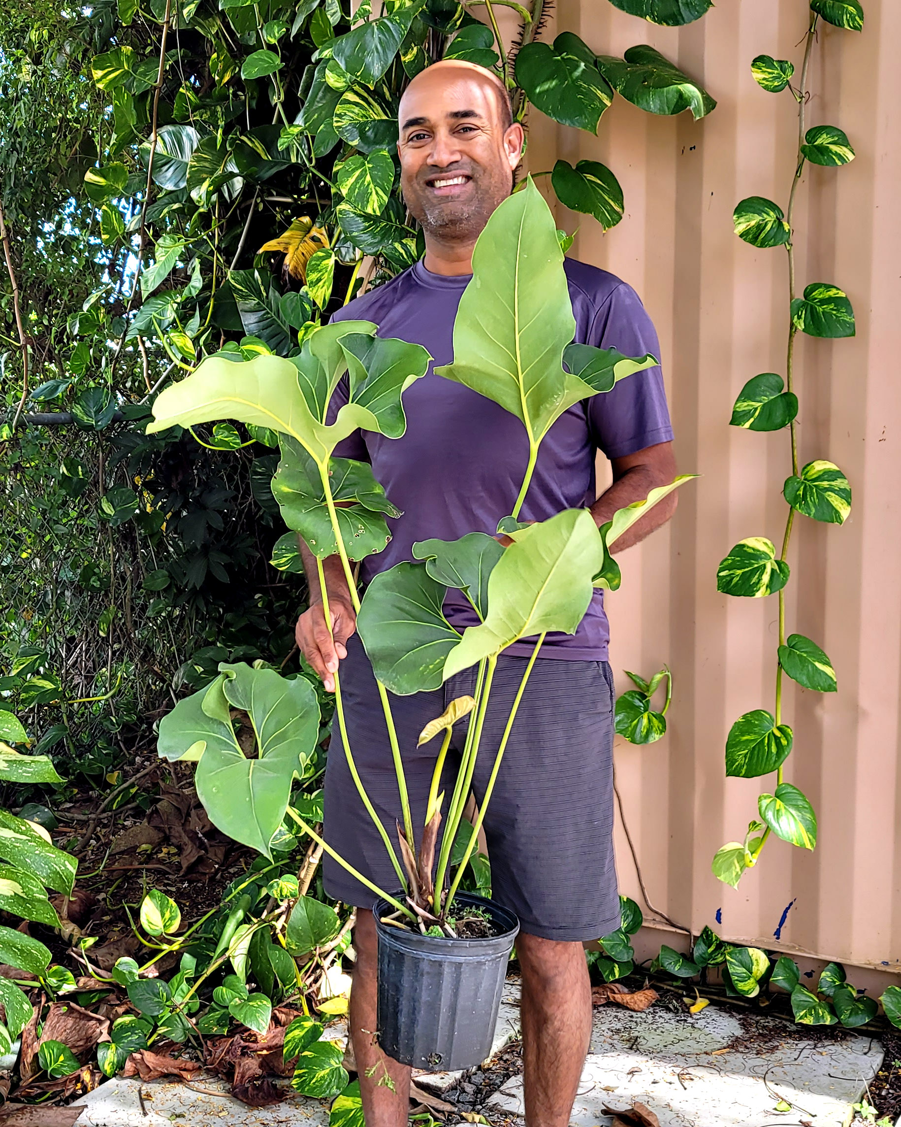 Anthurium brownii | PlantVine