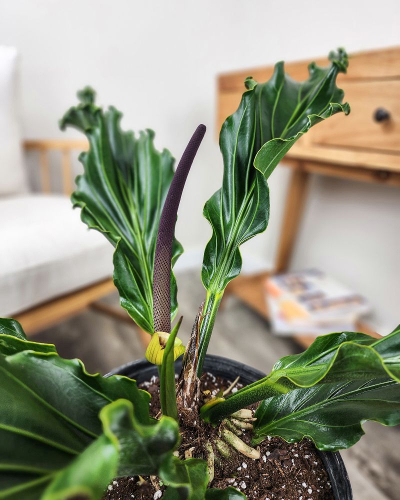 Anthurium Varieties | PlantVine
