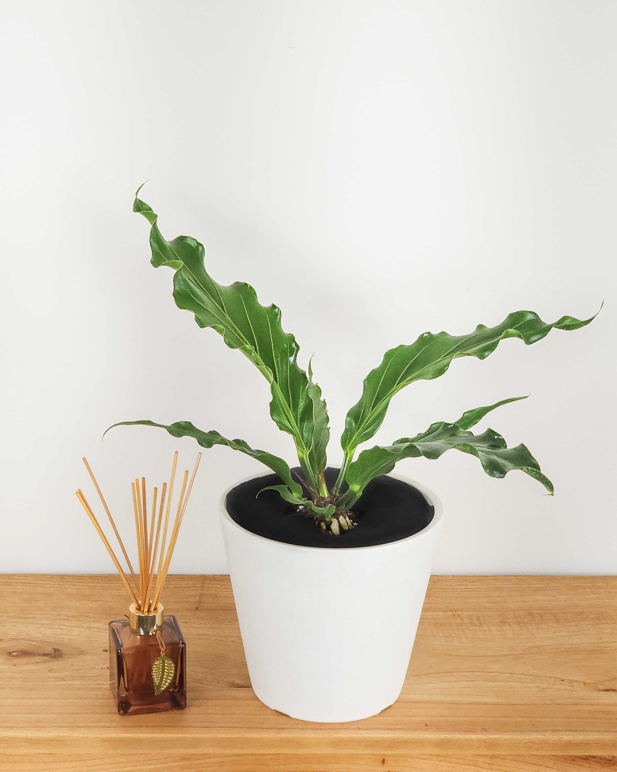 Anthurium plowmanii ‘Fruffles’ | PlantVine