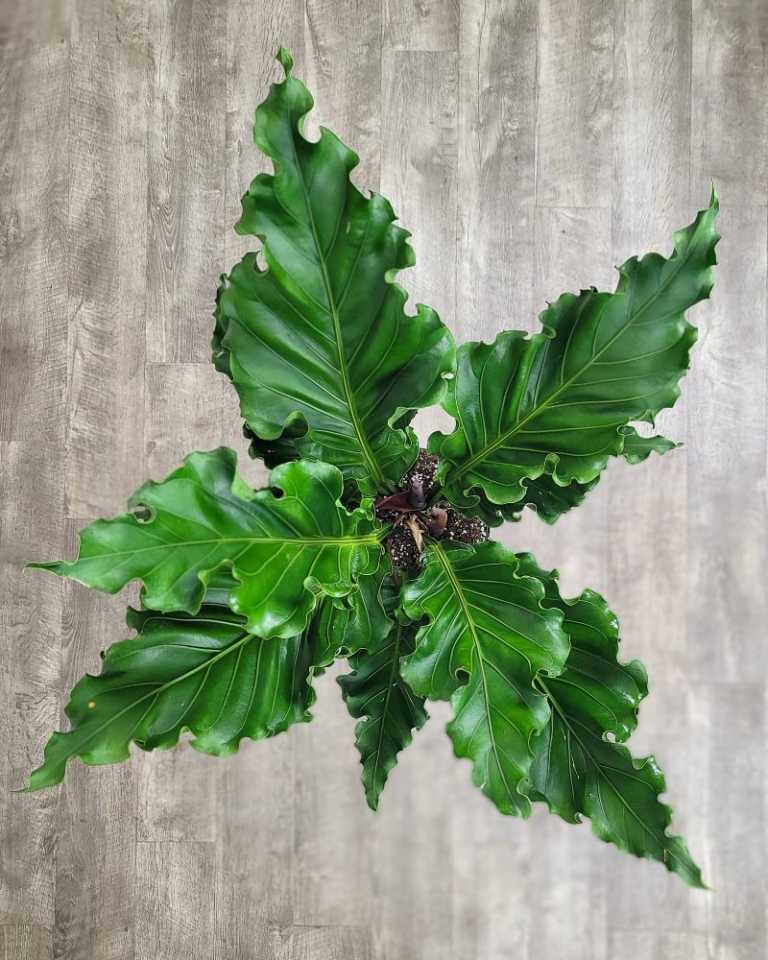Anthurium Varieties | PlantVine