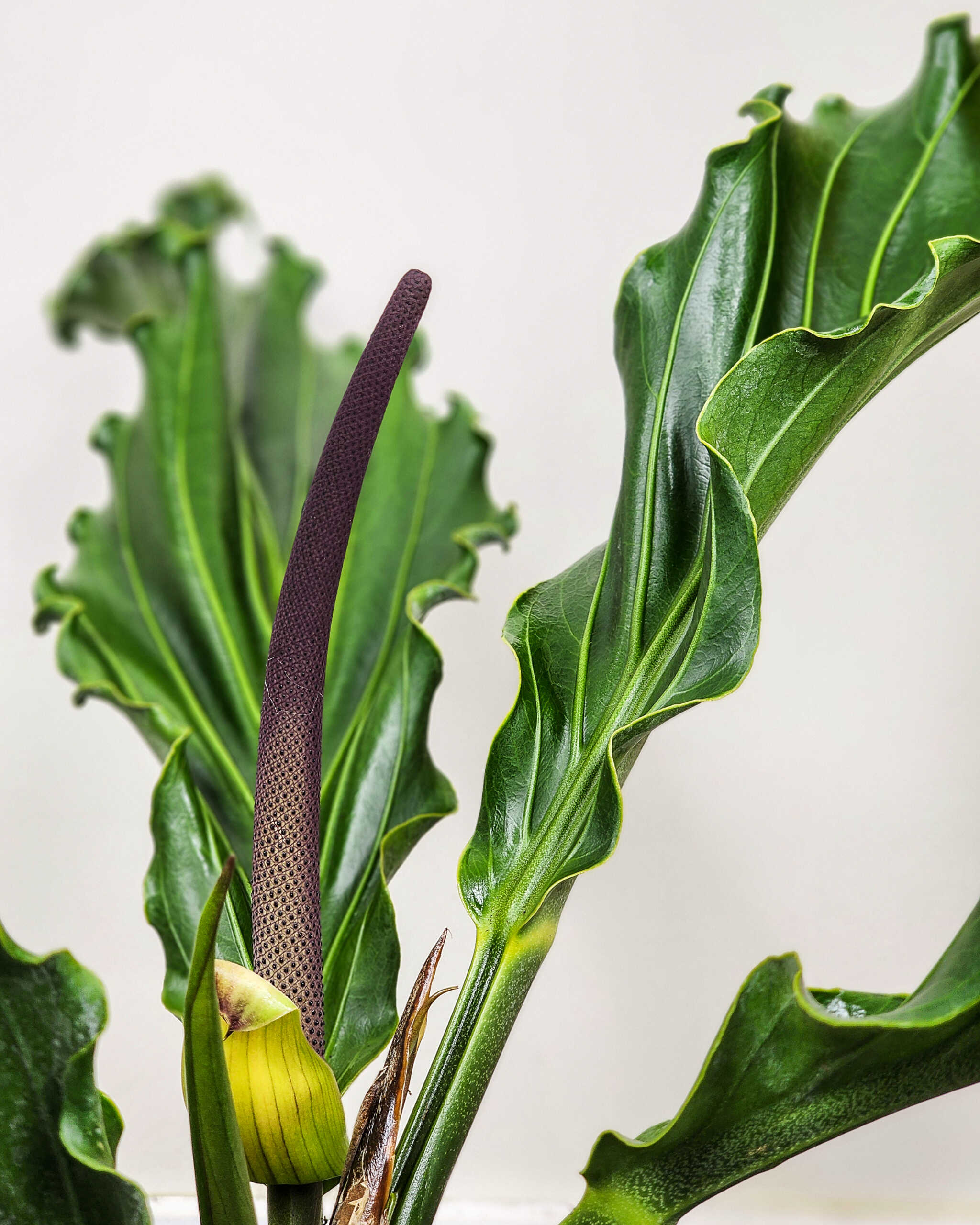 Anthurium plowmanii ‘Fruffles’ | PlantVine