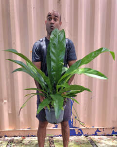 Anthurium pendulifolium x crenatum | PlantVine