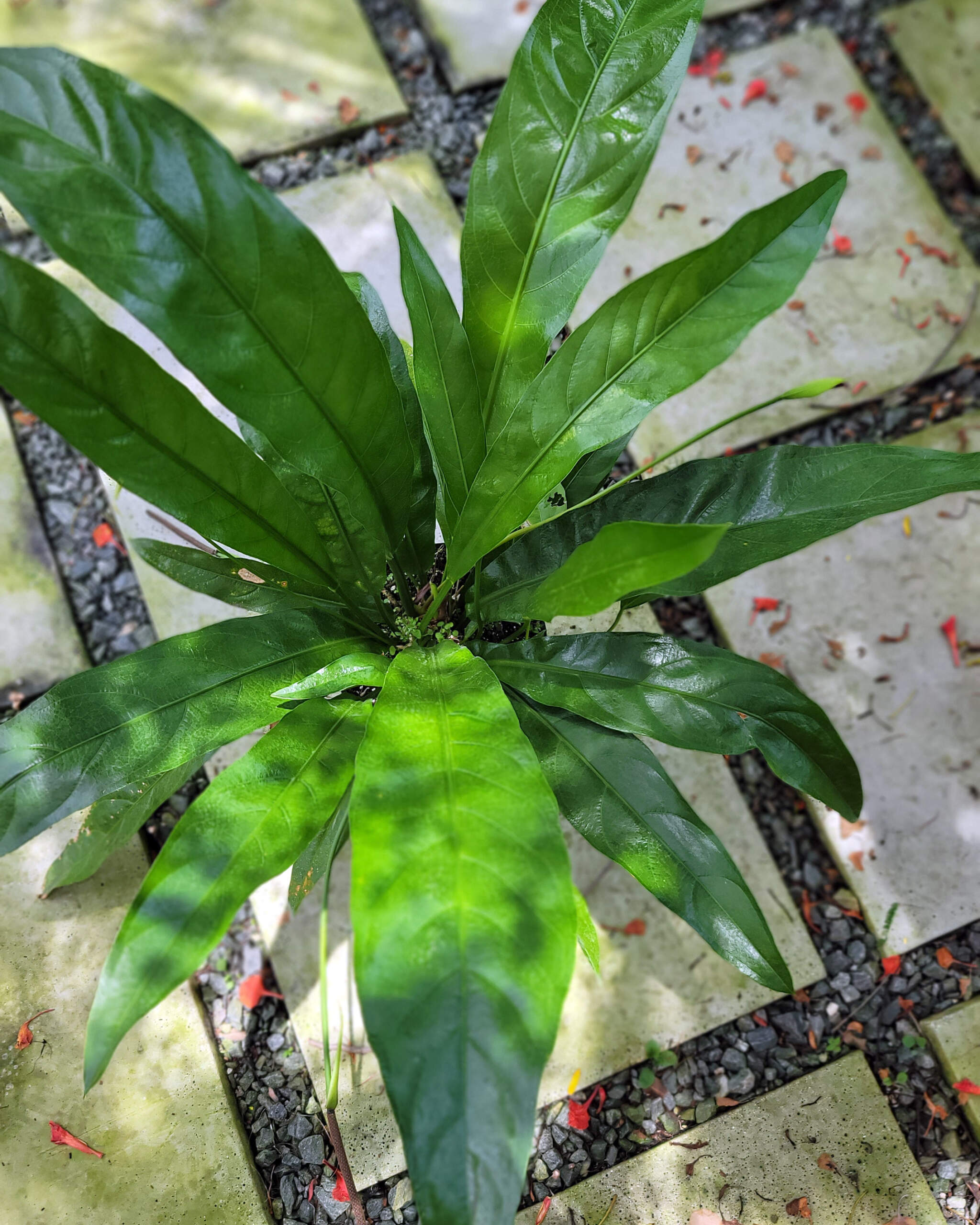 Anthurium pendulifolium x crenatum | PlantVine