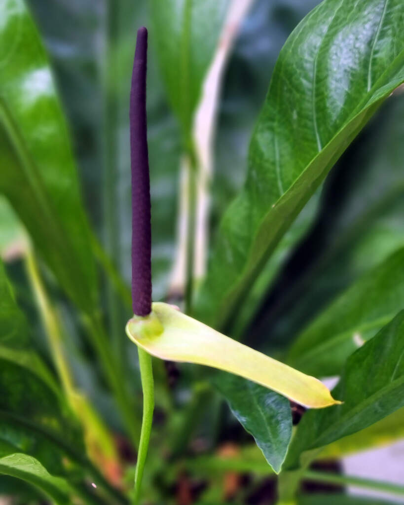 Anthurium pendulifolium x crenatum | PlantVine