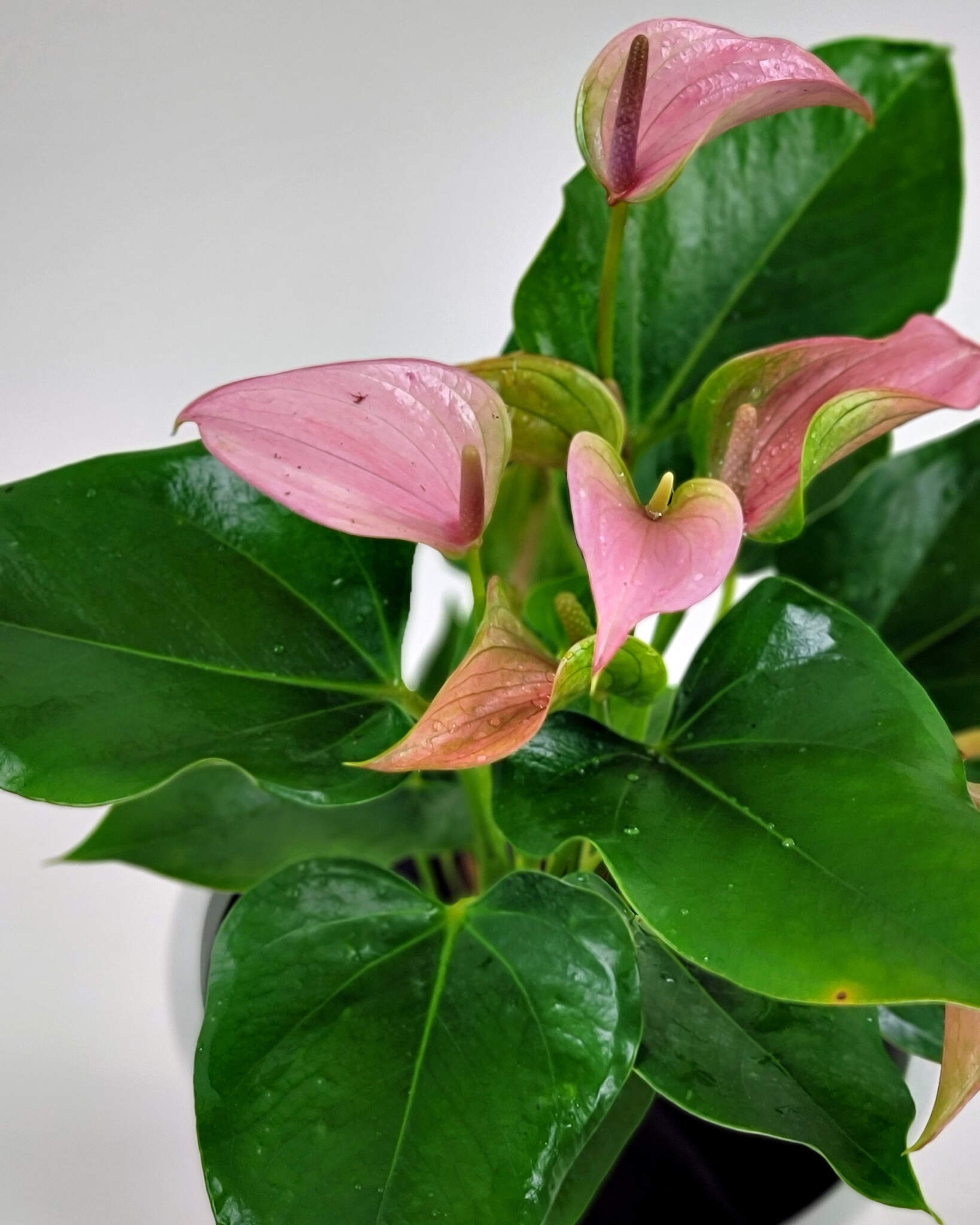 Pink Anthurium | PlantVine
