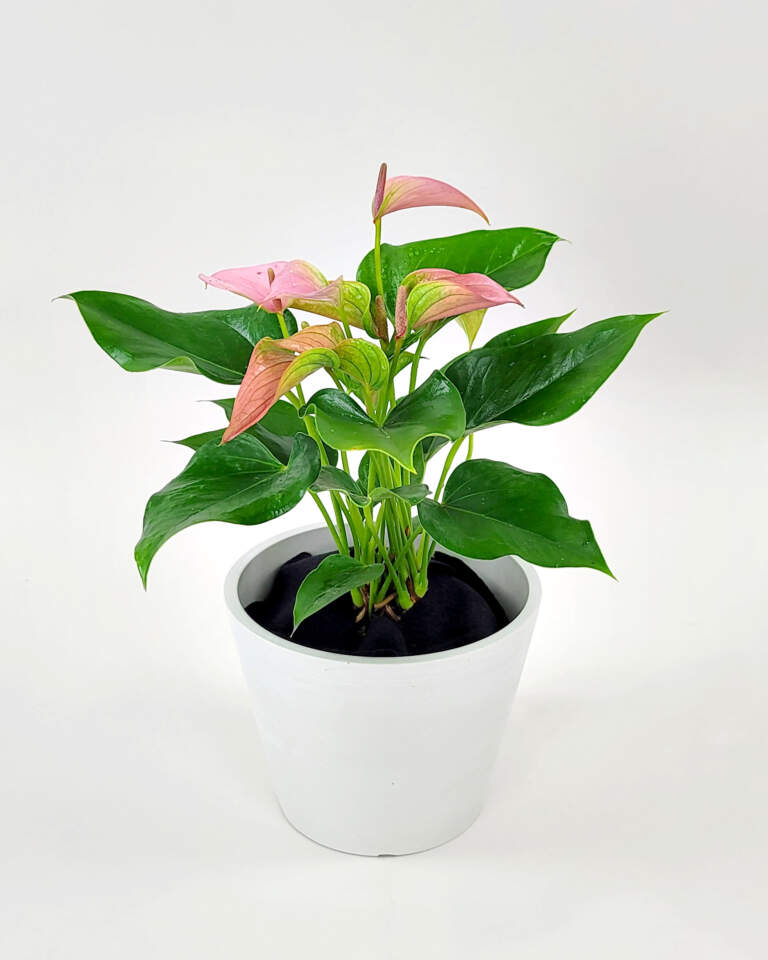 Pink Anthurium | PlantVine
