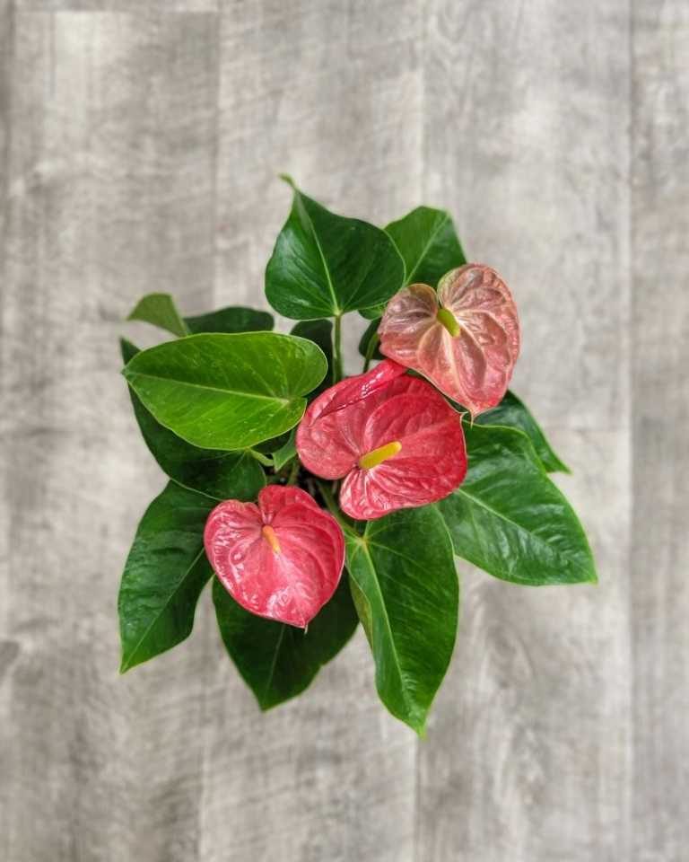 Anthurium Varieties Plantvine