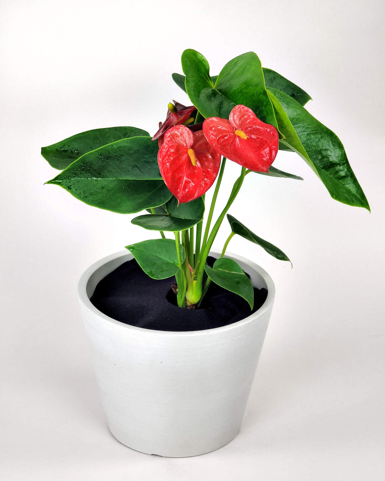 Red Anthurium | PlantVine