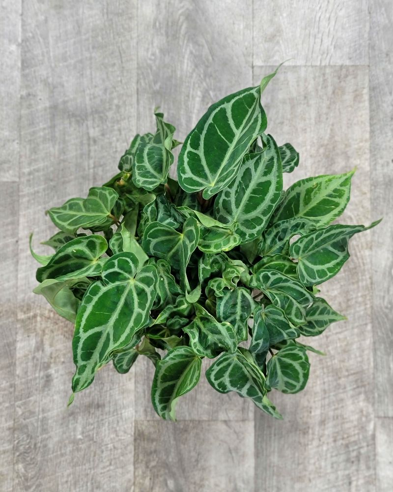 Anthurium Varieties | PlantVine