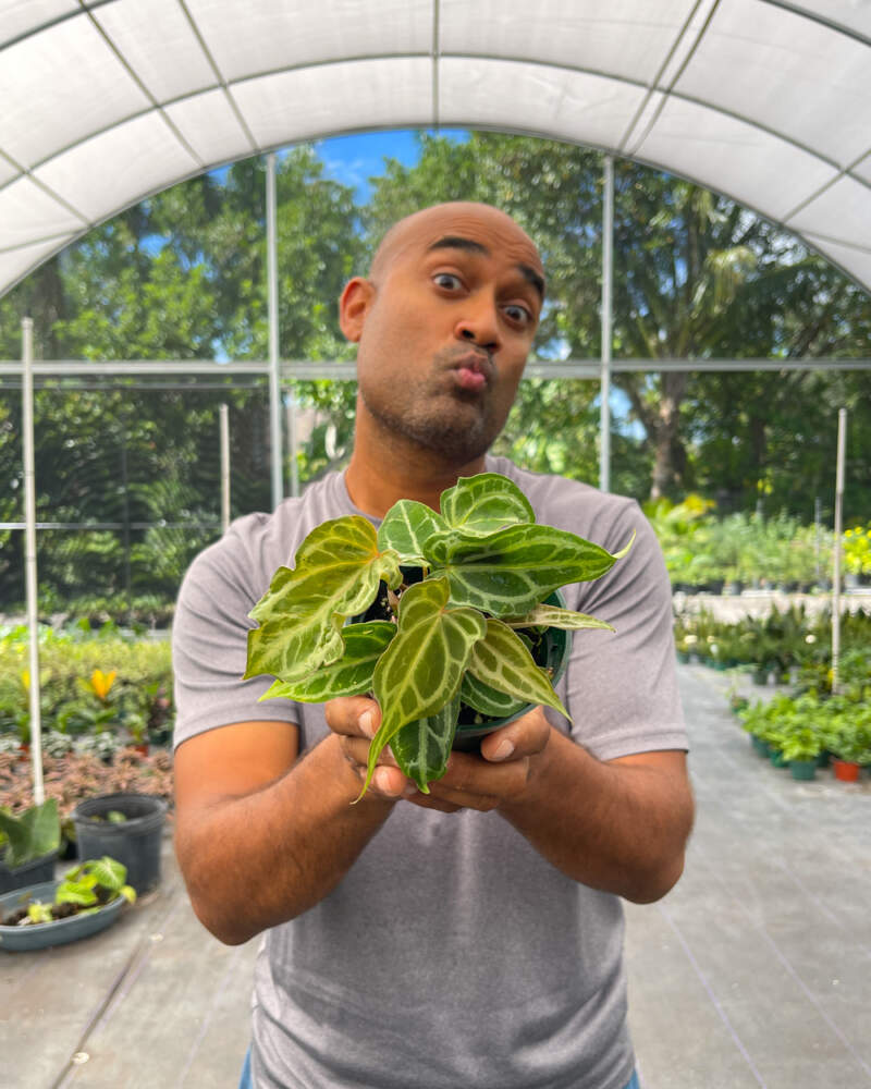 Anthurium ‘Selby’s Silver’ | PlantVine