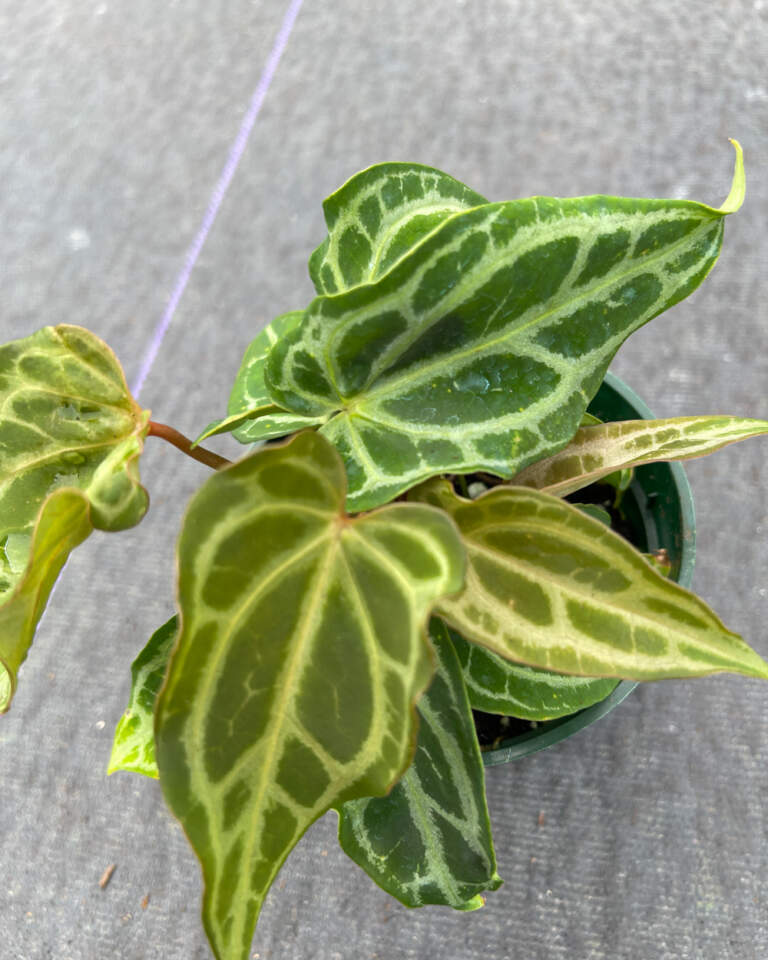 Anthurium ‘Selby’s Silver’ | PlantVine