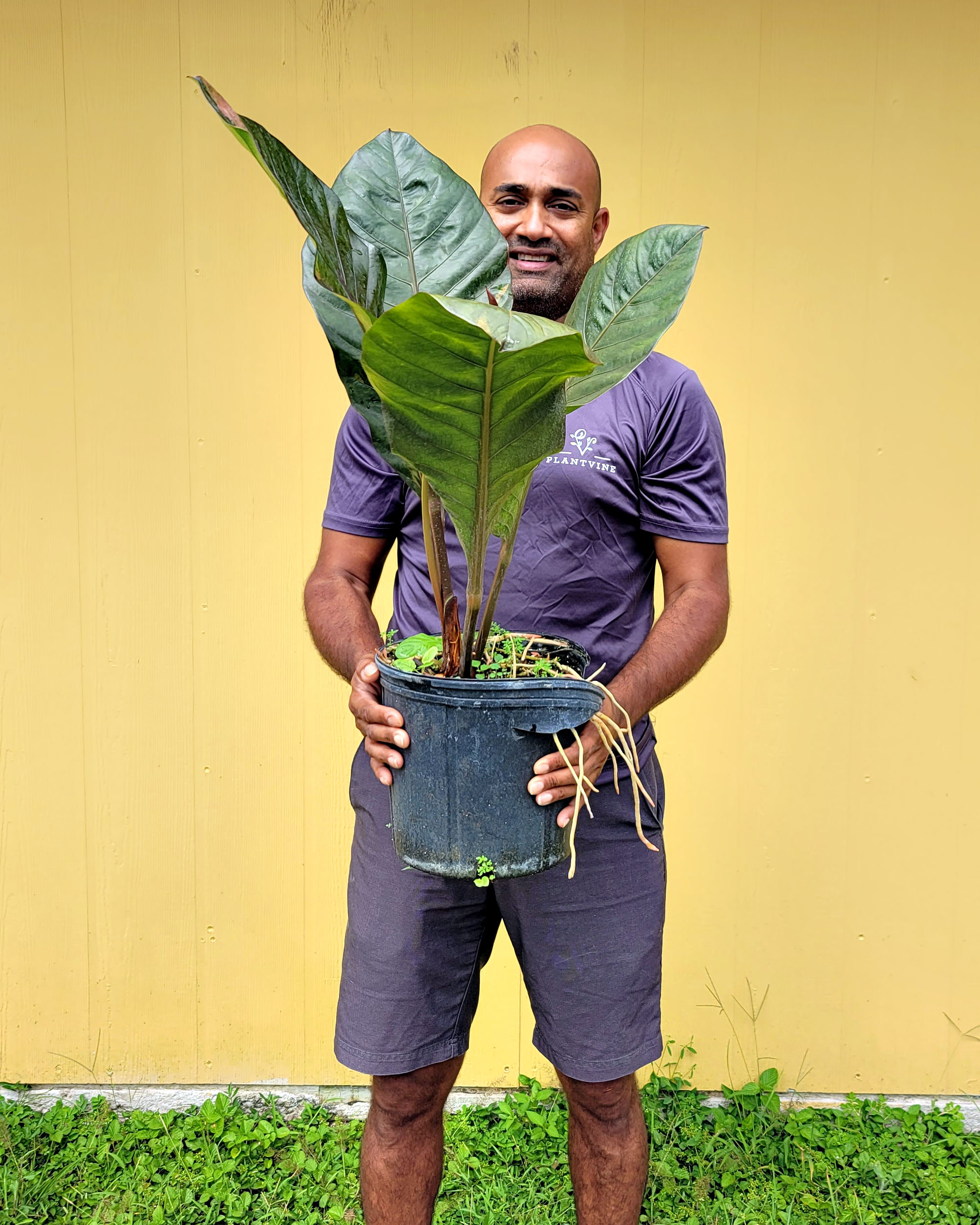 Anthurium ‘Thai Ruby’ | PlantVine