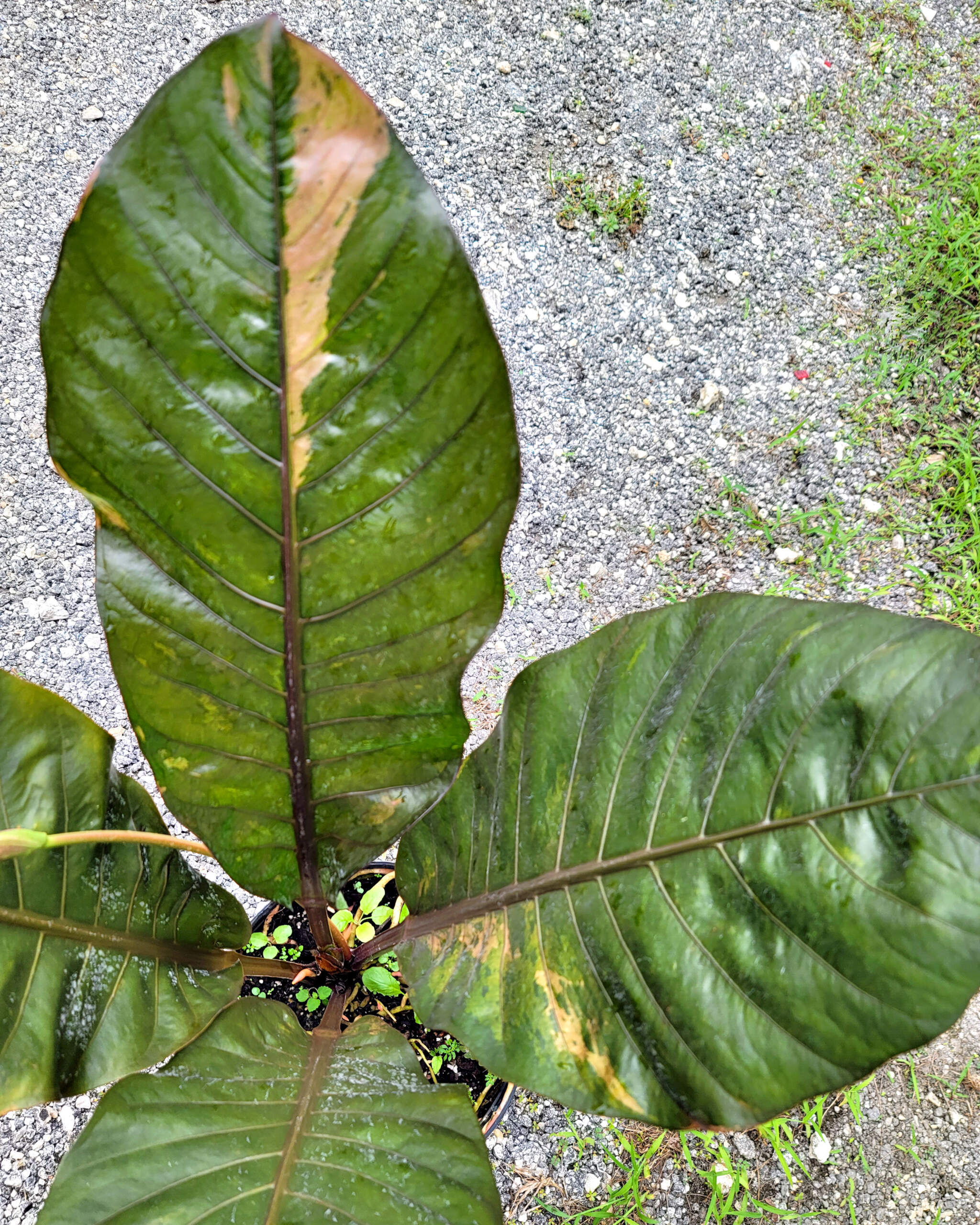 Anthurium ‘Thai Ruby’ | PlantVine
