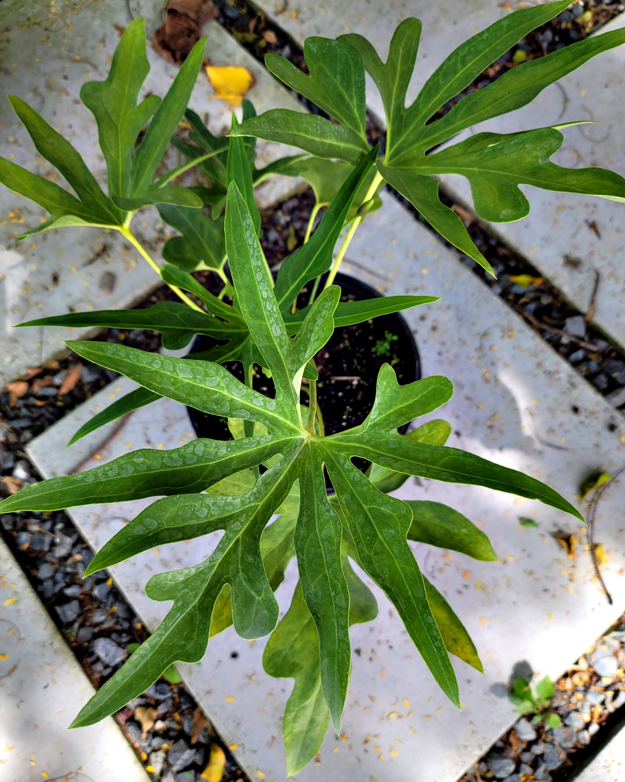 Anthurium podophyllum | PlantVine