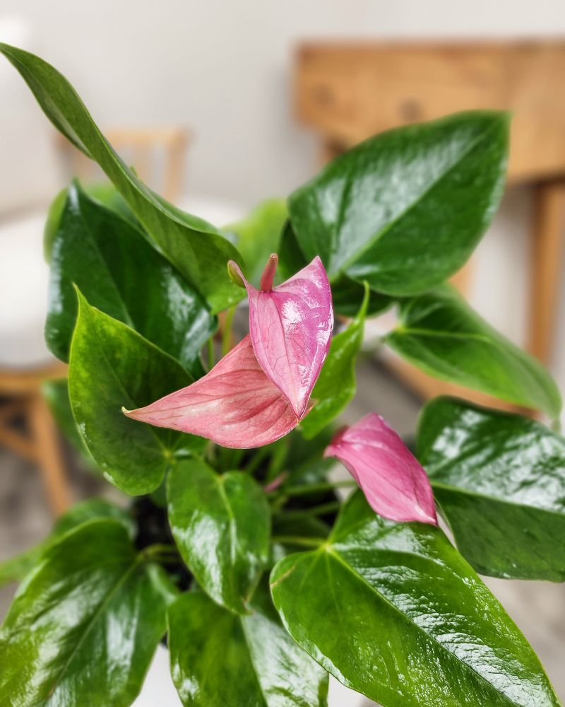 Anthurium Varieties | PlantVine