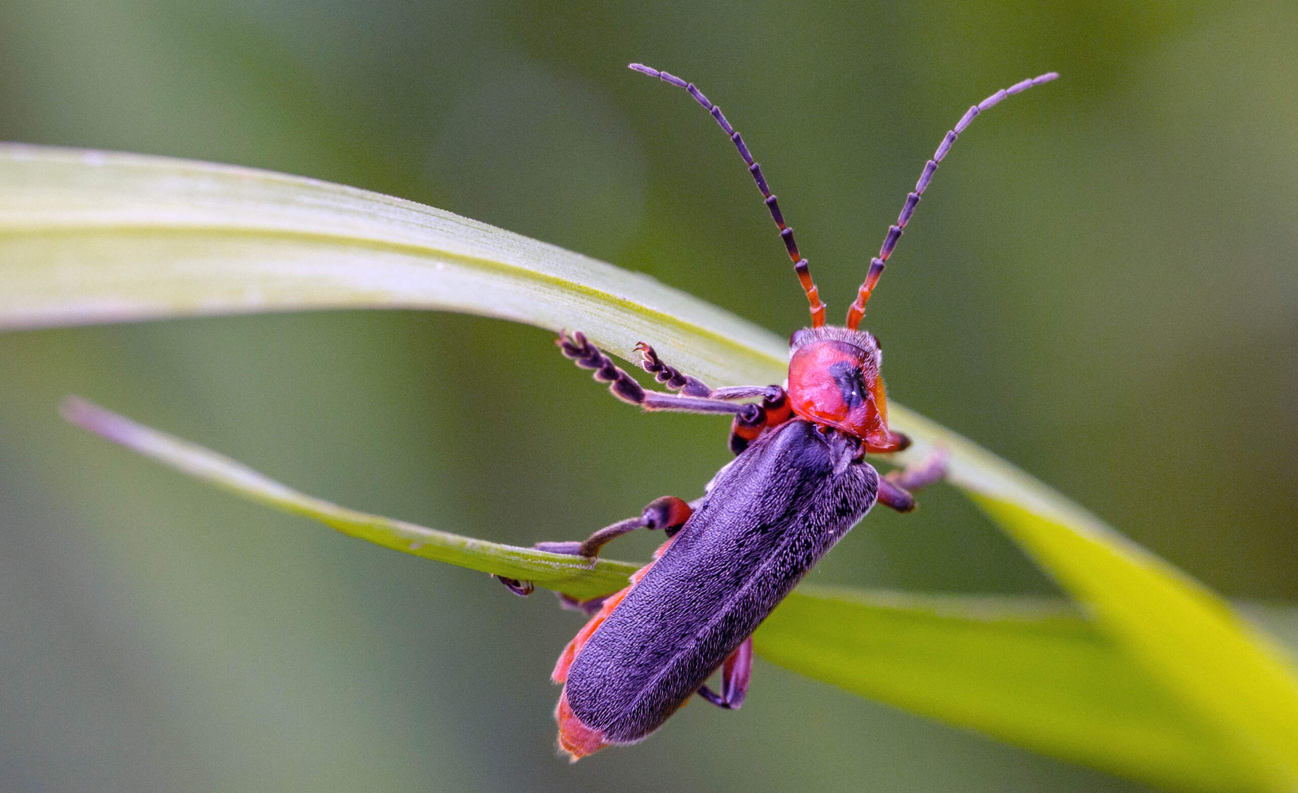 Purple Beetle Insect