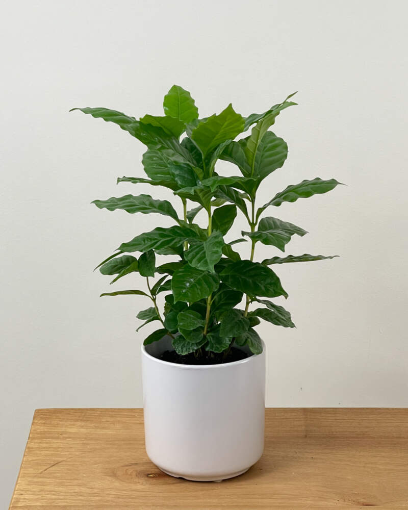 Arabica Coffee Plant