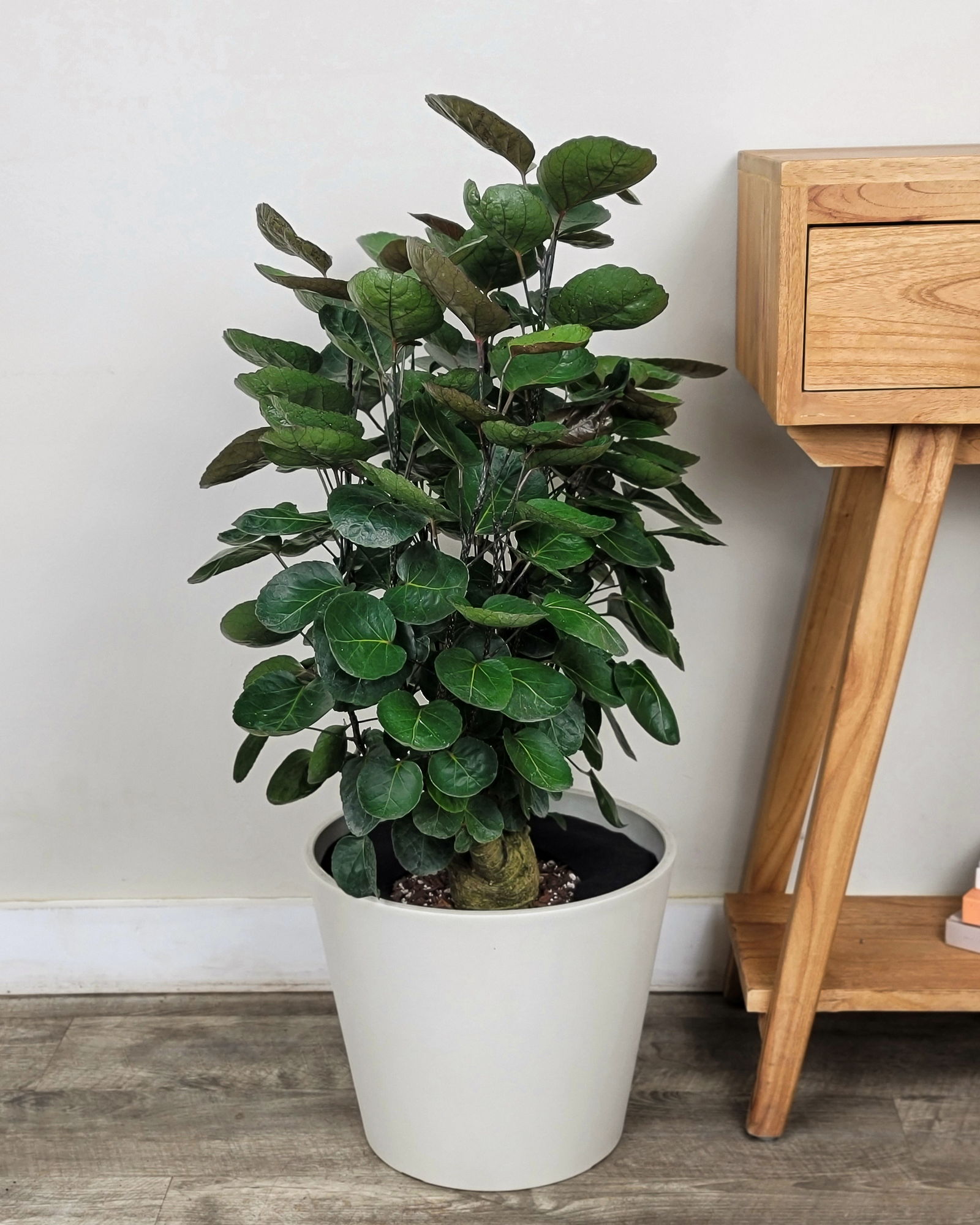 Aralia ‘Fabian’ | PlantVine