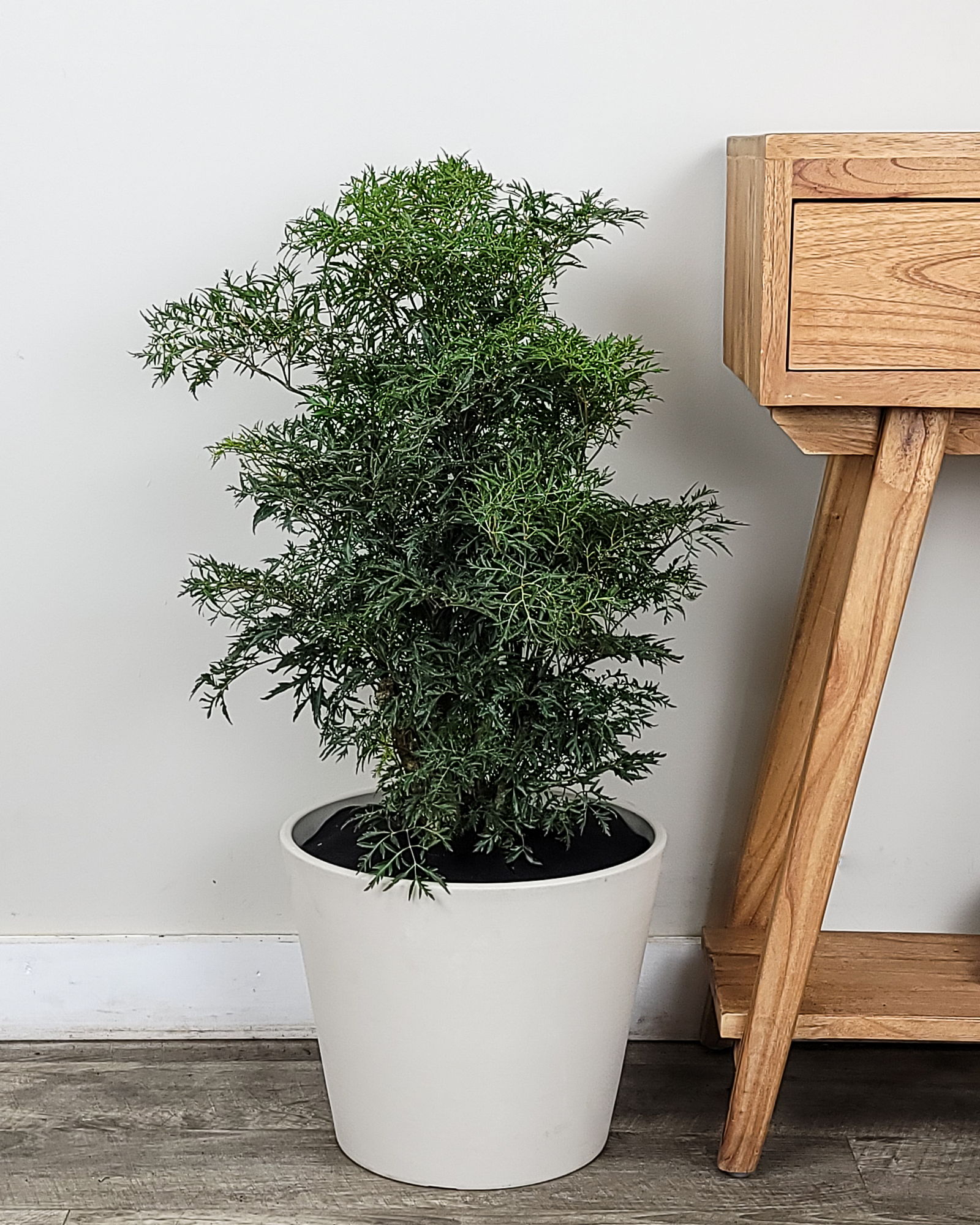 Ming Aralia | PlantVine
