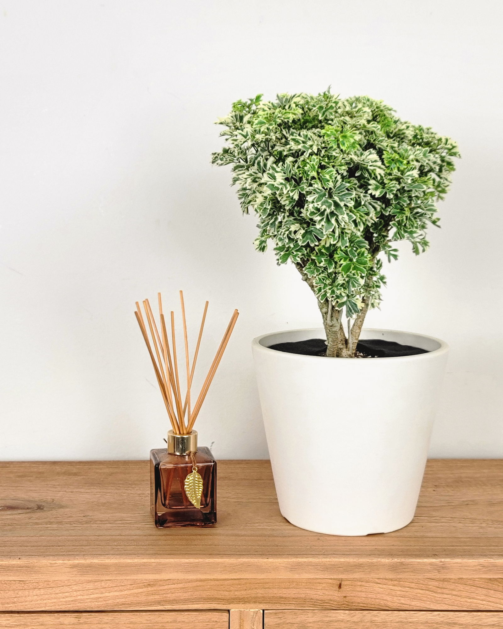 Variegated Aralia Ming | PlantVine