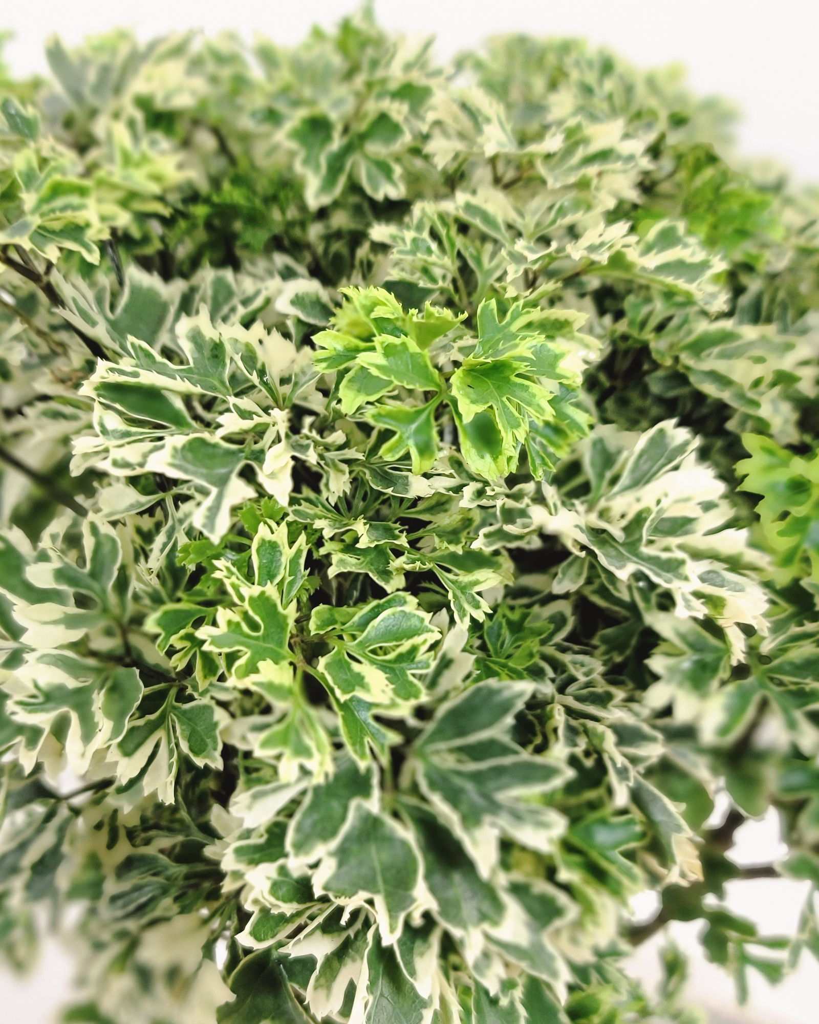 Variegated Aralia Ming | PlantVine