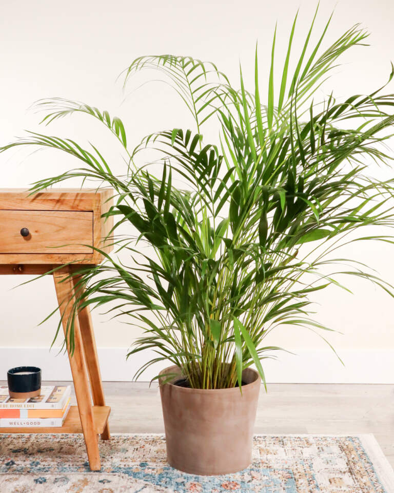 Buy Dypsis lutescens, Areca Palm | Free Shipping over $100