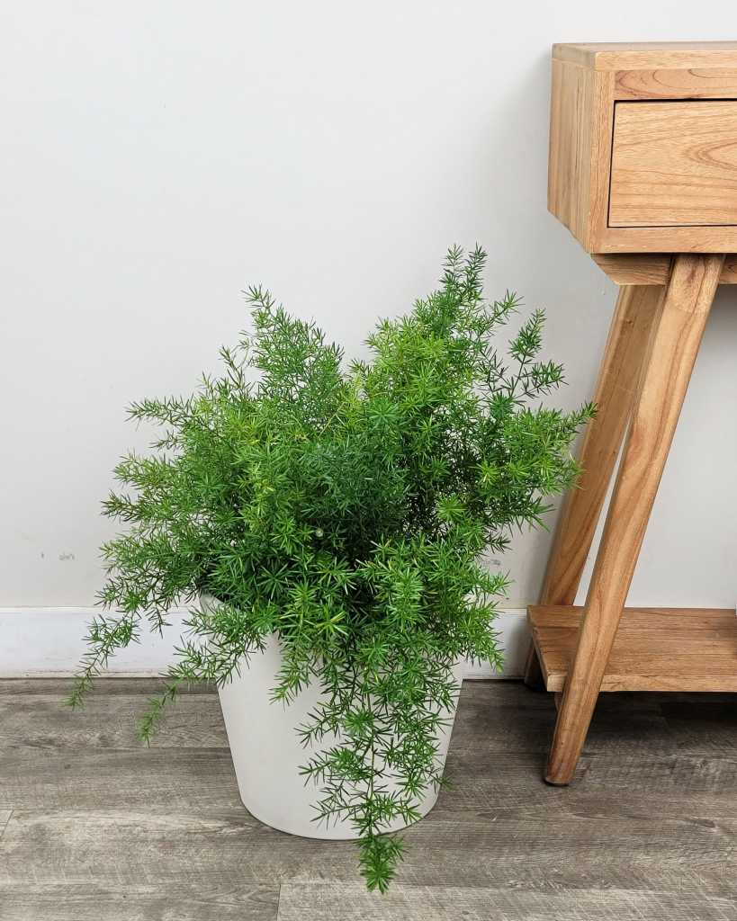 Asparagus densiflorus, Sprengeri Fern, Asparagus fern | PlantVine