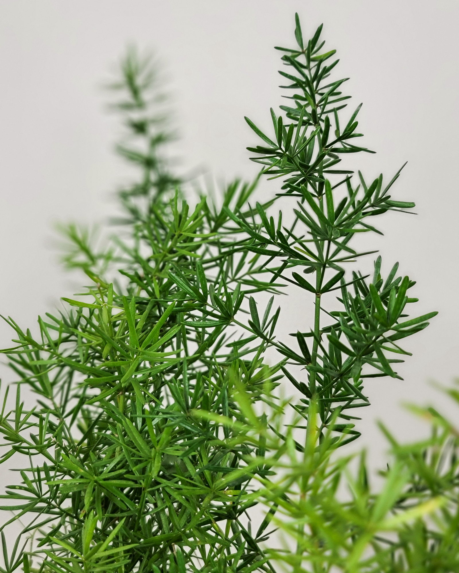 Asparagus densiflorus, Sprengeri Fern, Asparagus fern | PlantVine