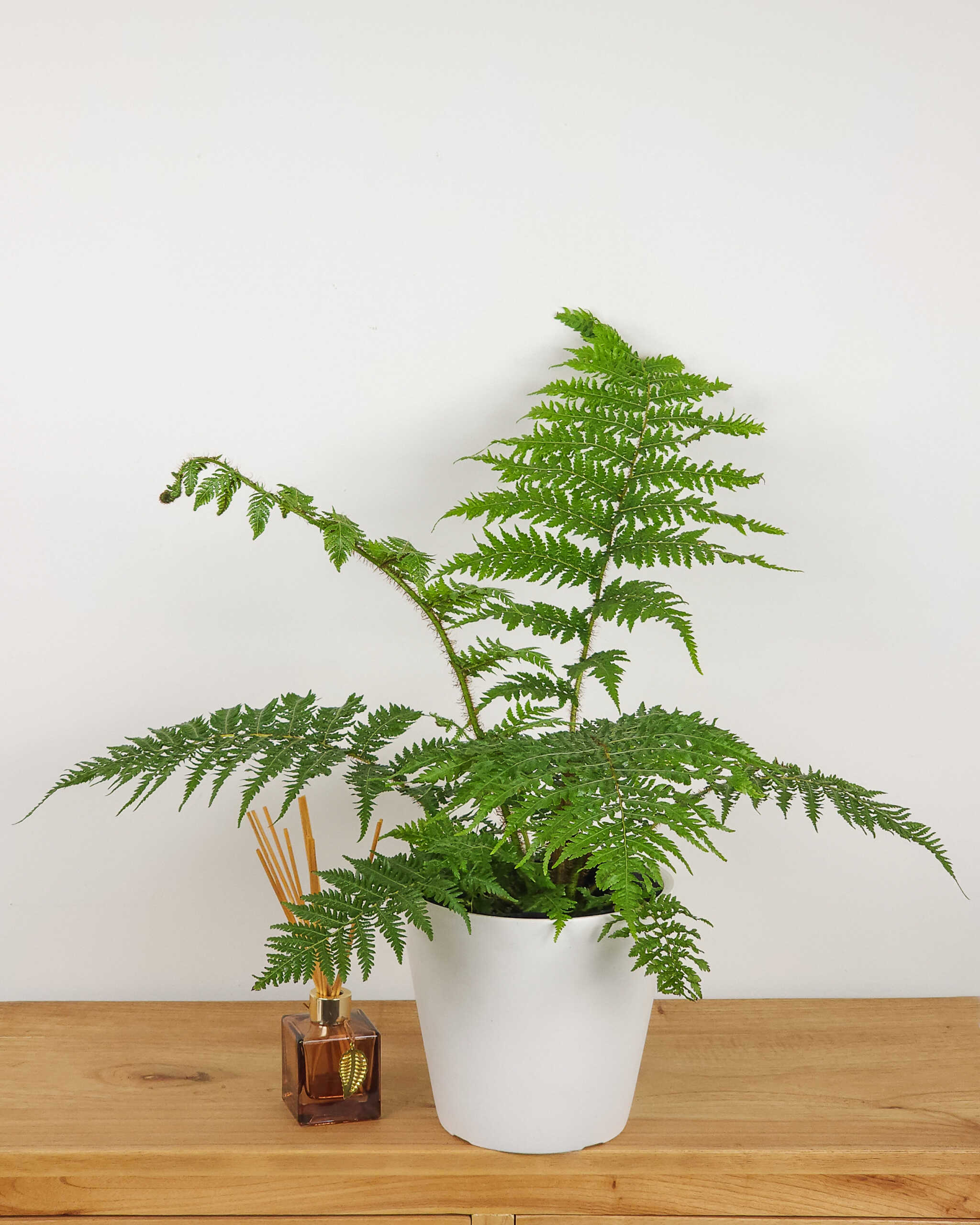 Buy Australian Tree Fern, Cyathea Cooperi Online | PlantVine