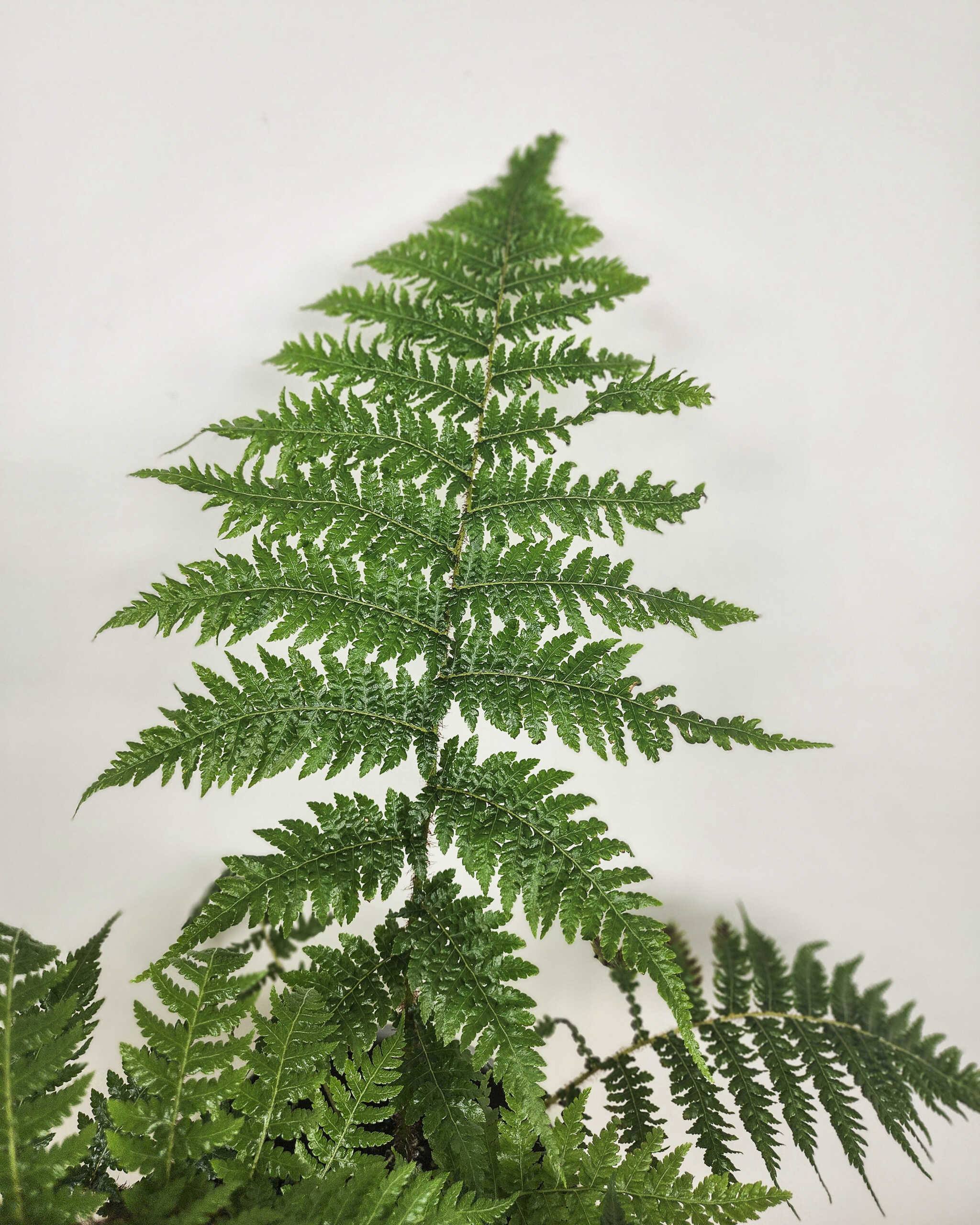 Buy Australian Tree Fern, Cyathea Cooperi Online | PlantVine