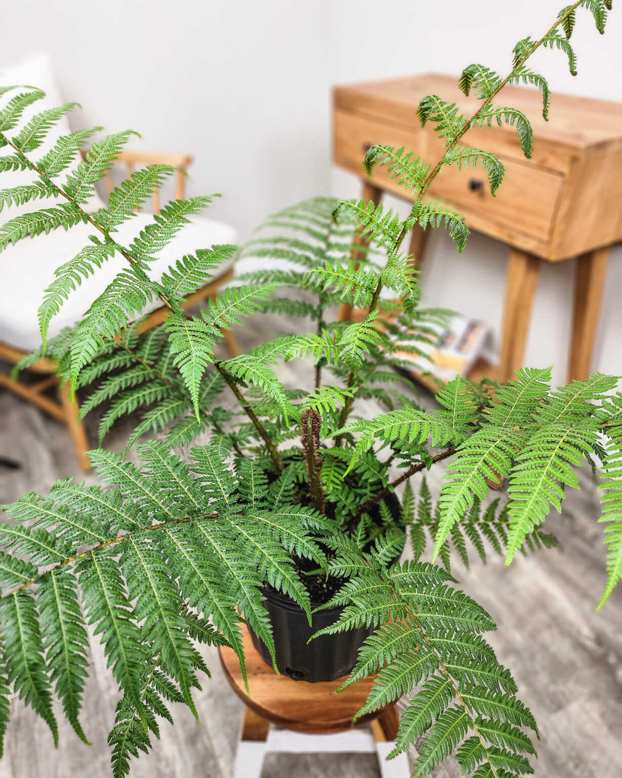 Buy Australian Tree Fern, Cyathea Cooperi Online | PlantVine