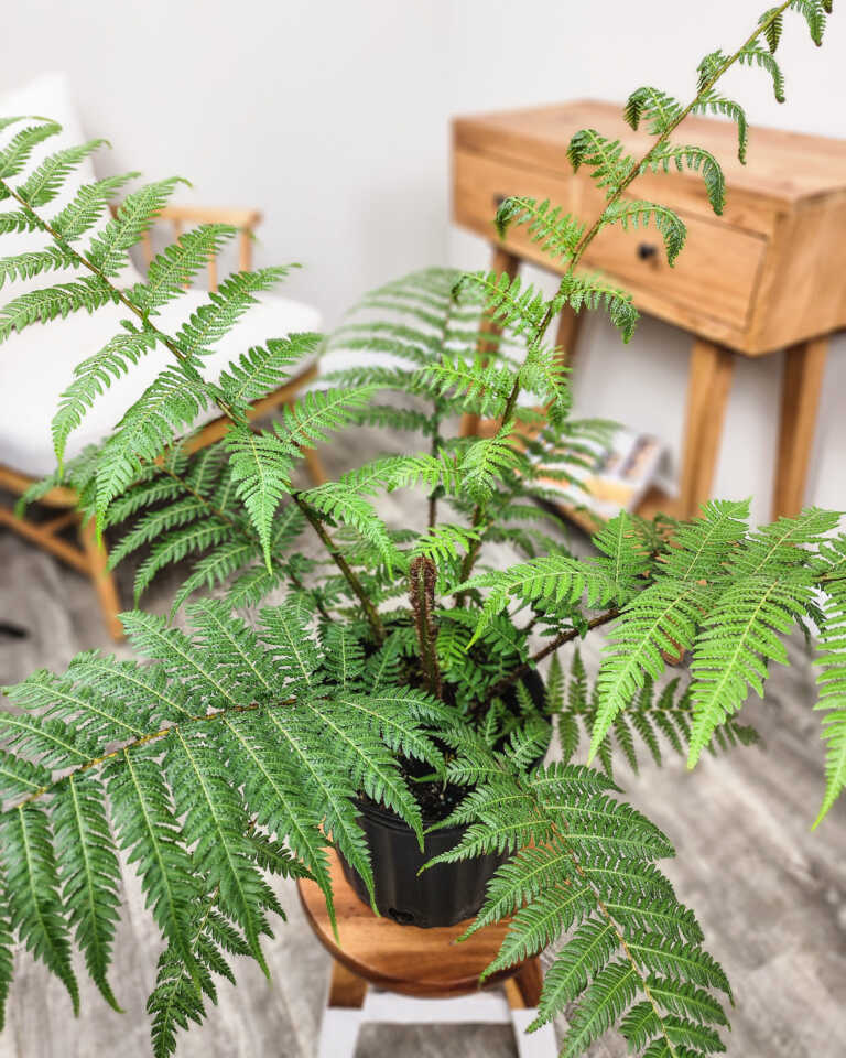 Buy Australian Tree Fern, Cyathea Cooperi Online | PlantVine