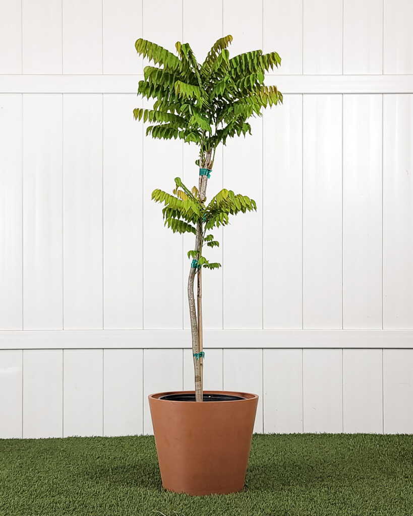 Bilimbi Fruit Tree | PlantVine