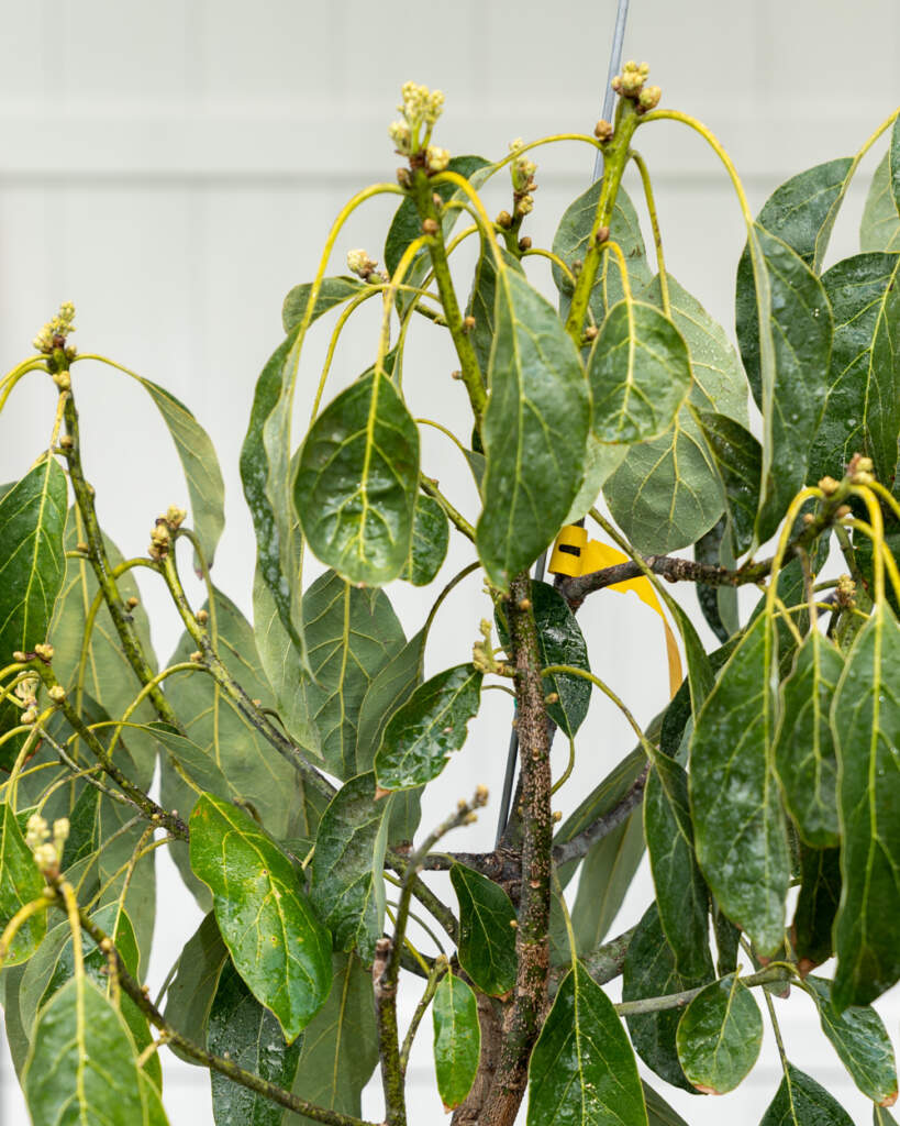 Hass Avocado Tree | PlantVine