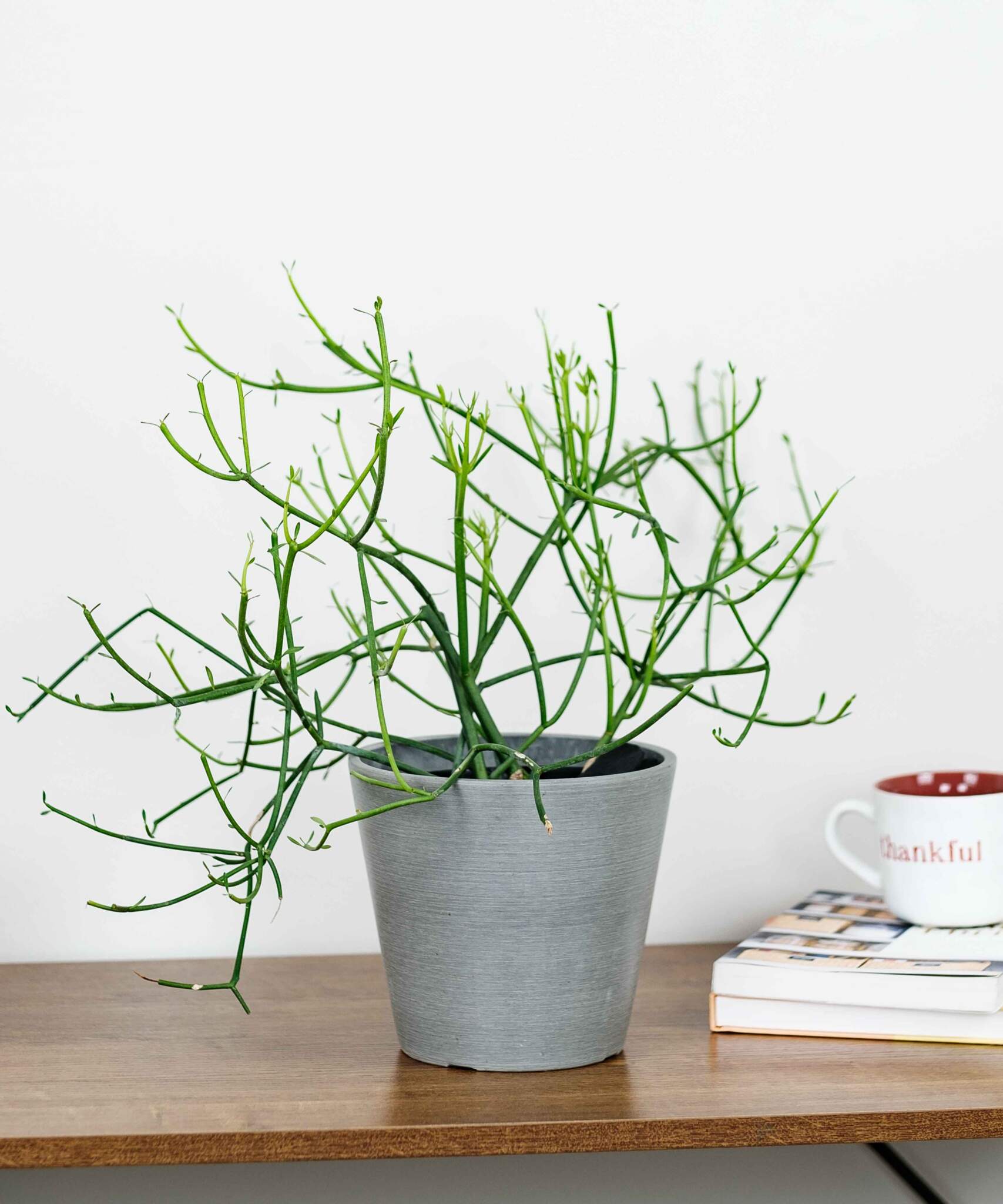Pencil Cactus Tree | PlantVine