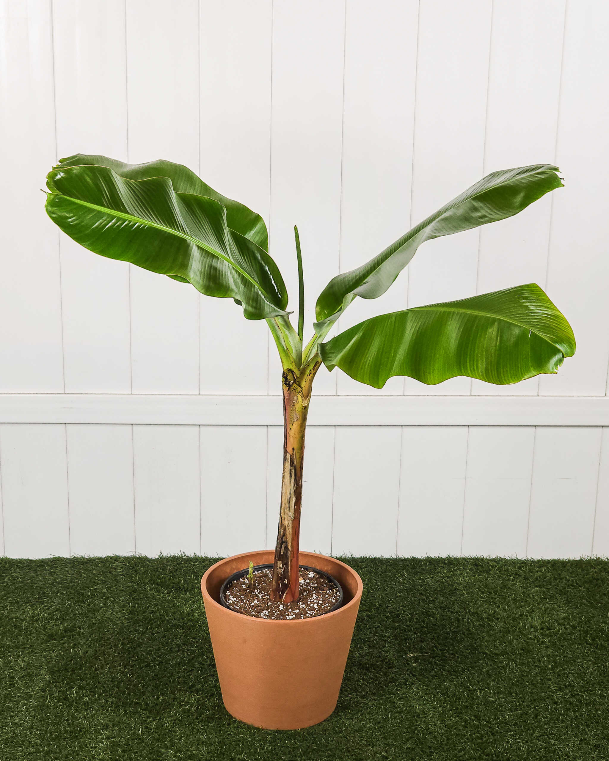 Basjoo Banana Tree | PlantVine
