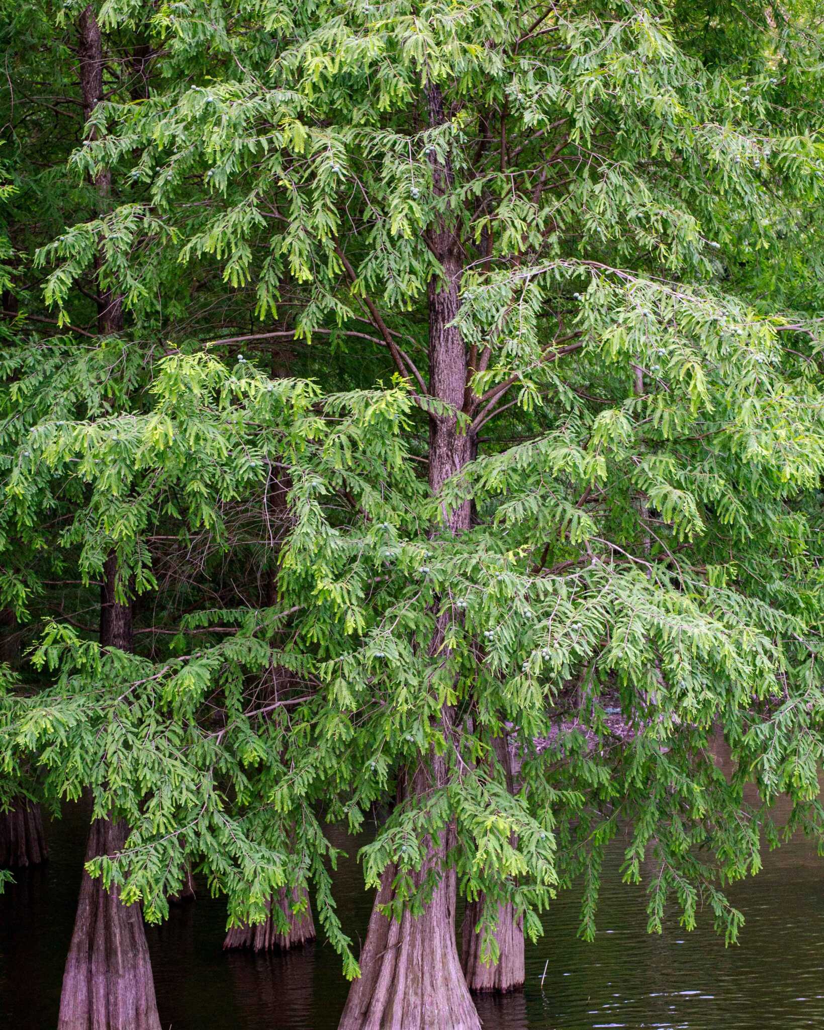 Bald Cypress Tree | PlantVine