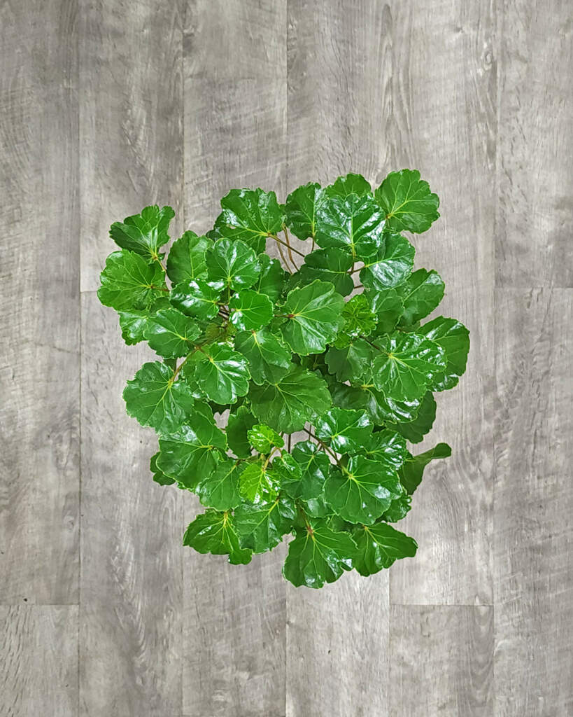Aralia Varieties | PlantVine