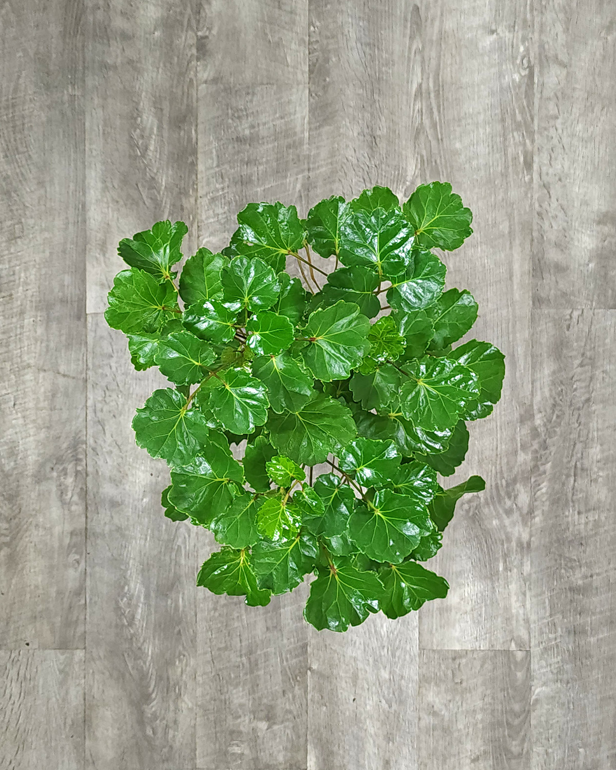 Aralia Varieties | PlantVine