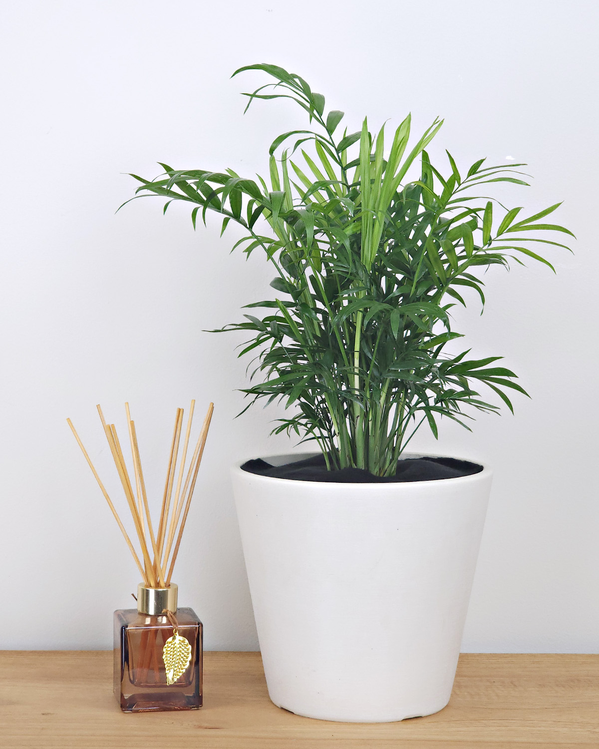 Bamboo Palm | PlantVine