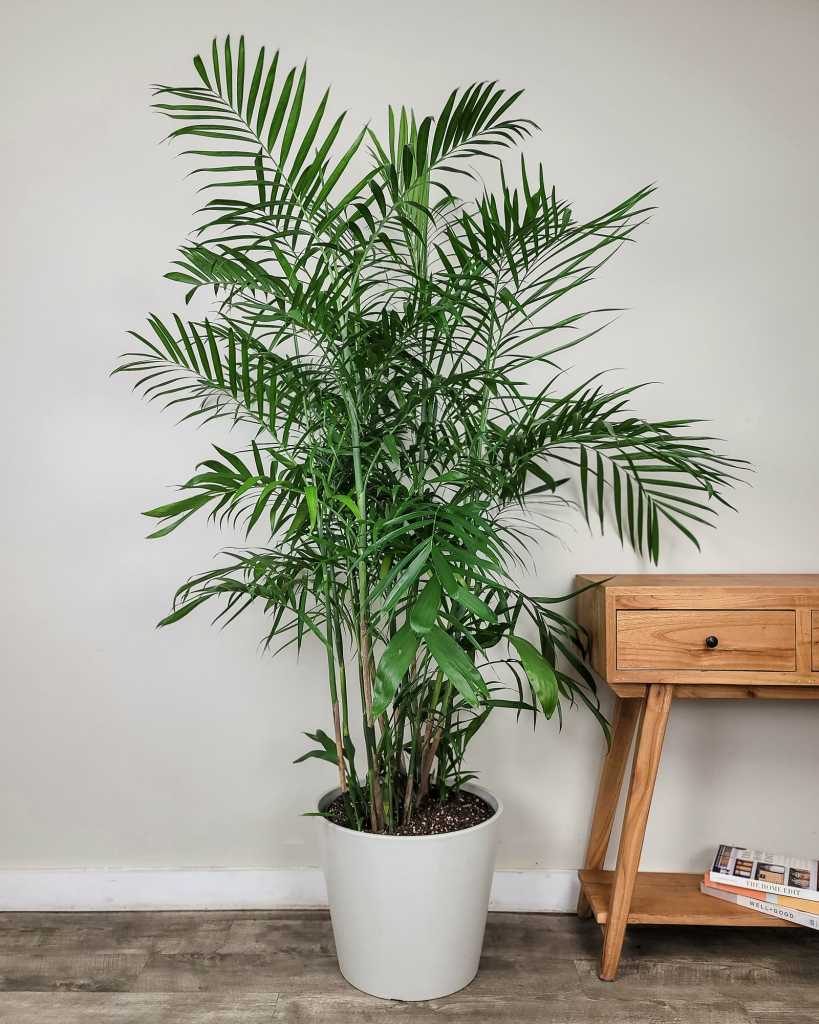 Bamboo Palm | PlantVine