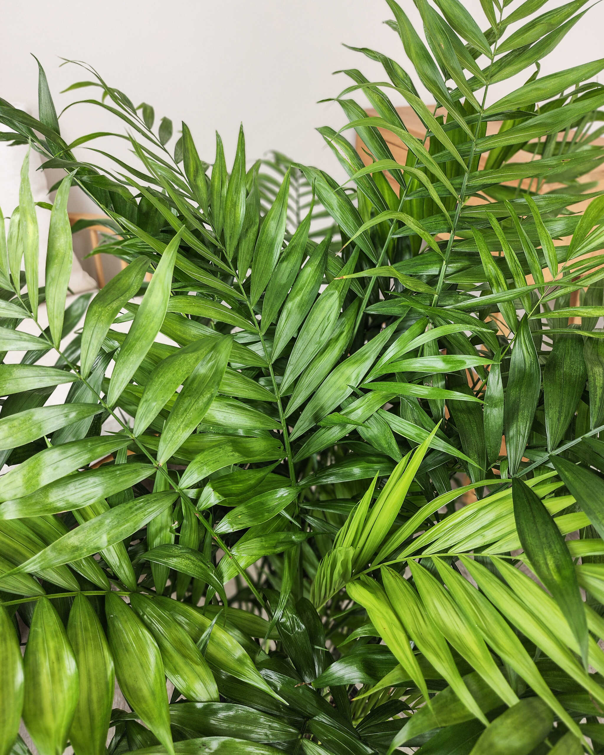 Bamboo Palm | PlantVine