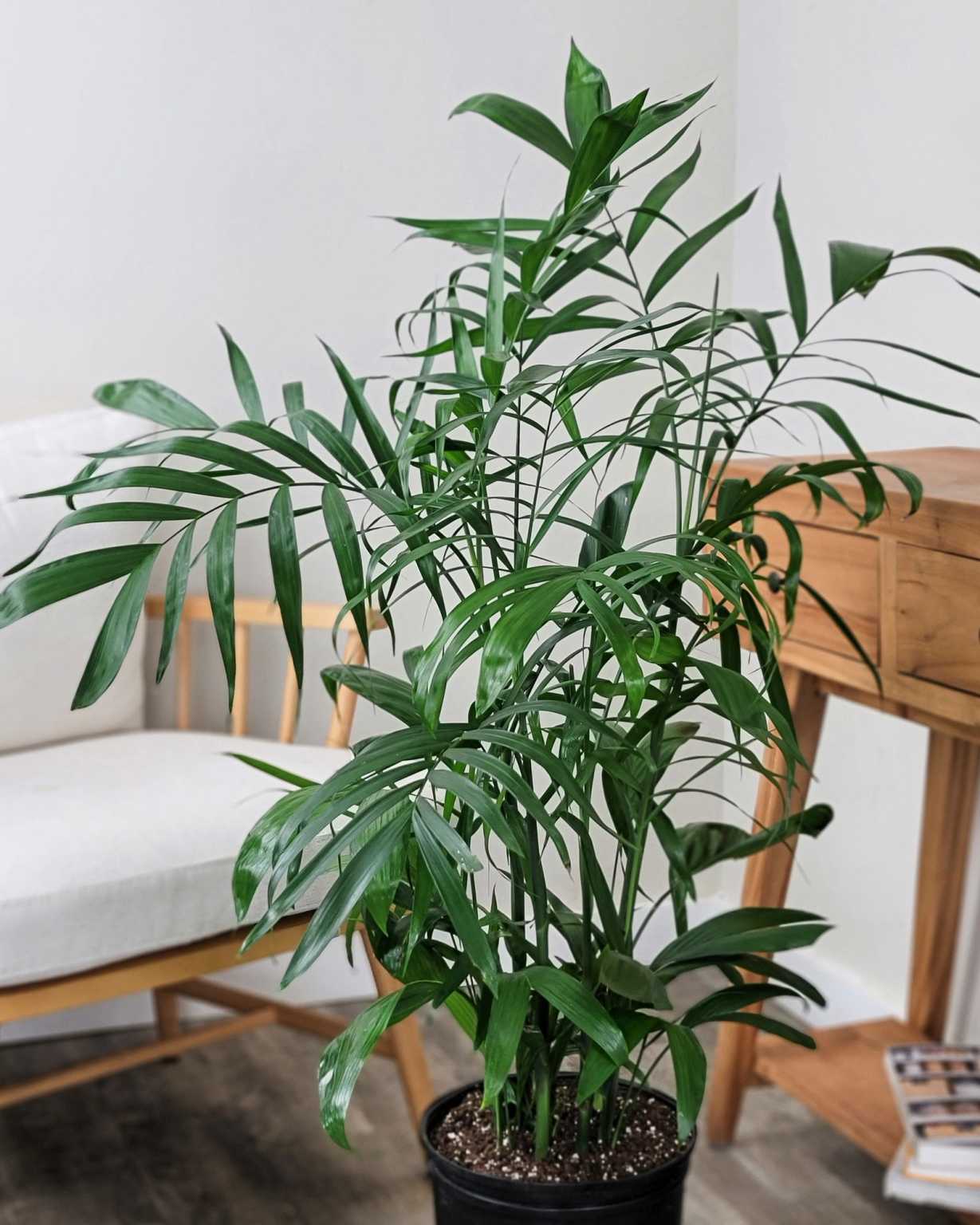 Bamboo Palm | PlantVine